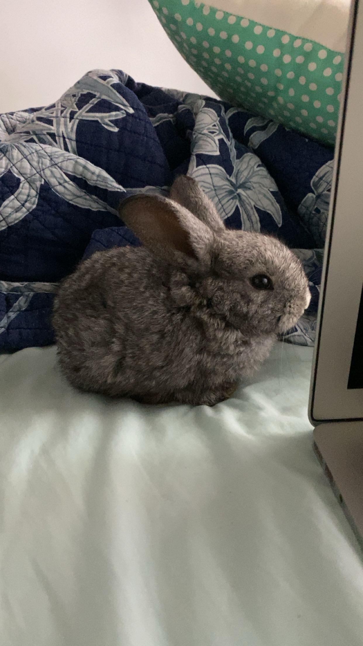 Meet Pablo - breed? | Scrolller