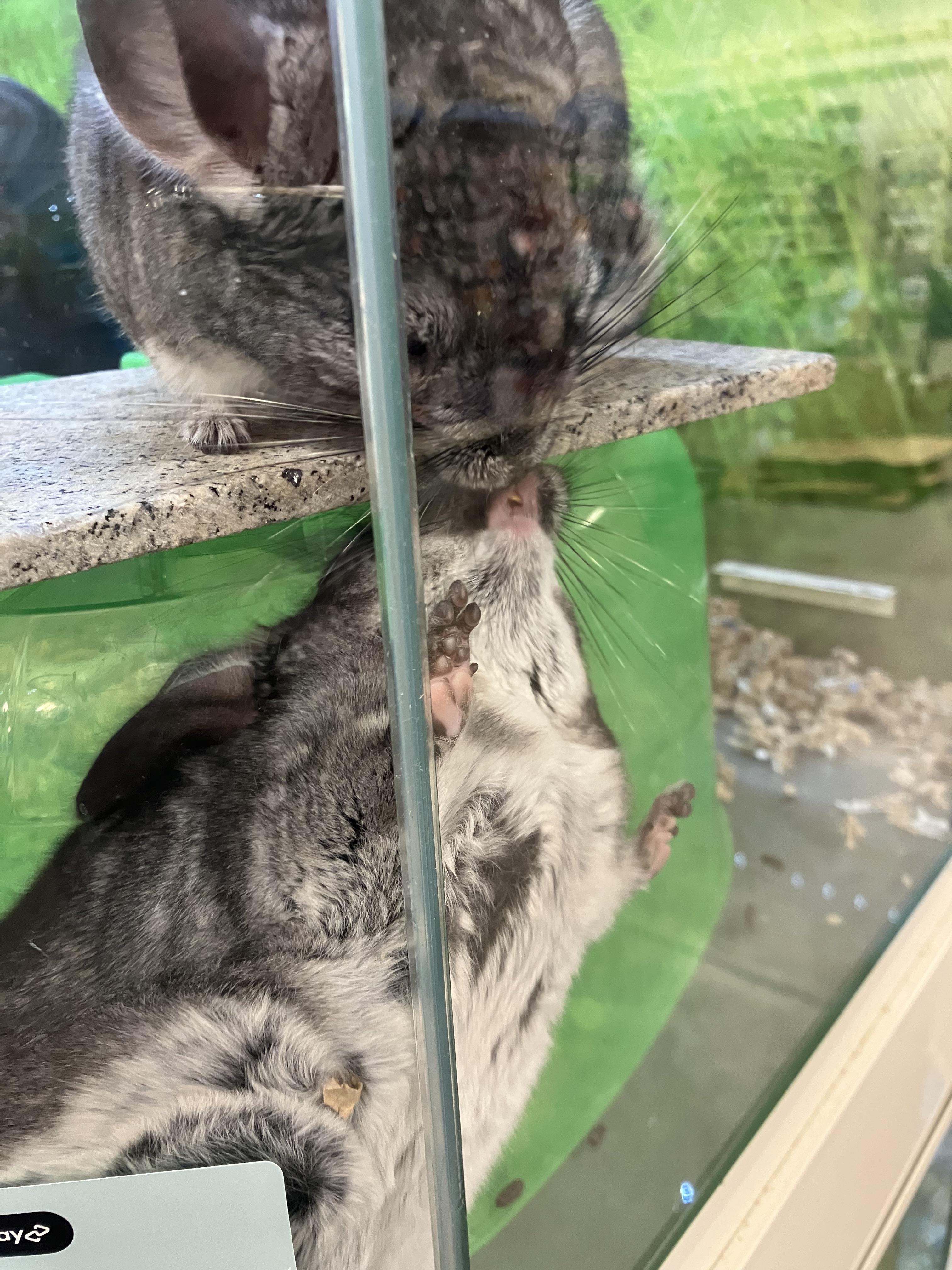 What is this behavior? | Scrolller