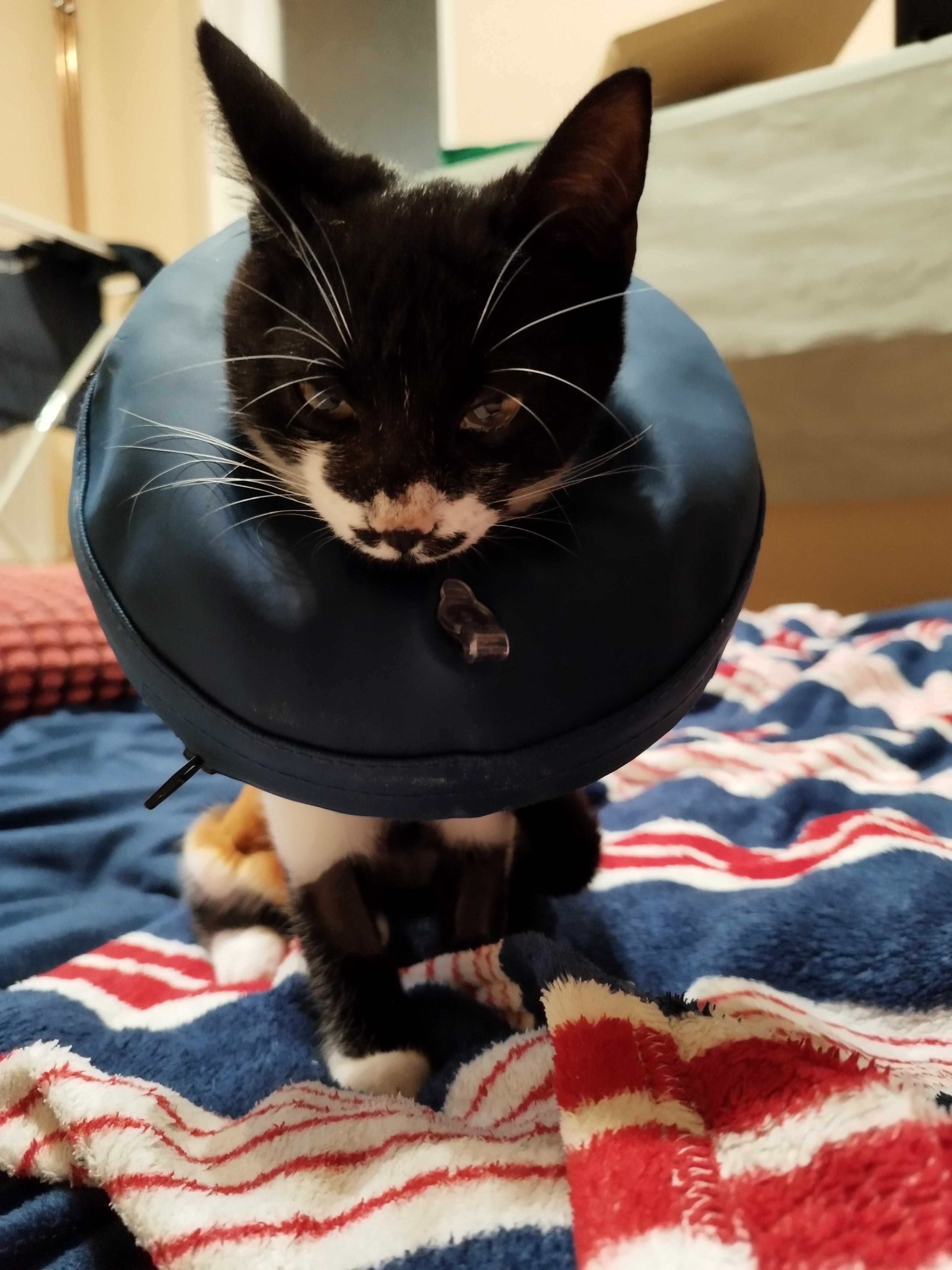 Before and after removing her stitches | Scrolller