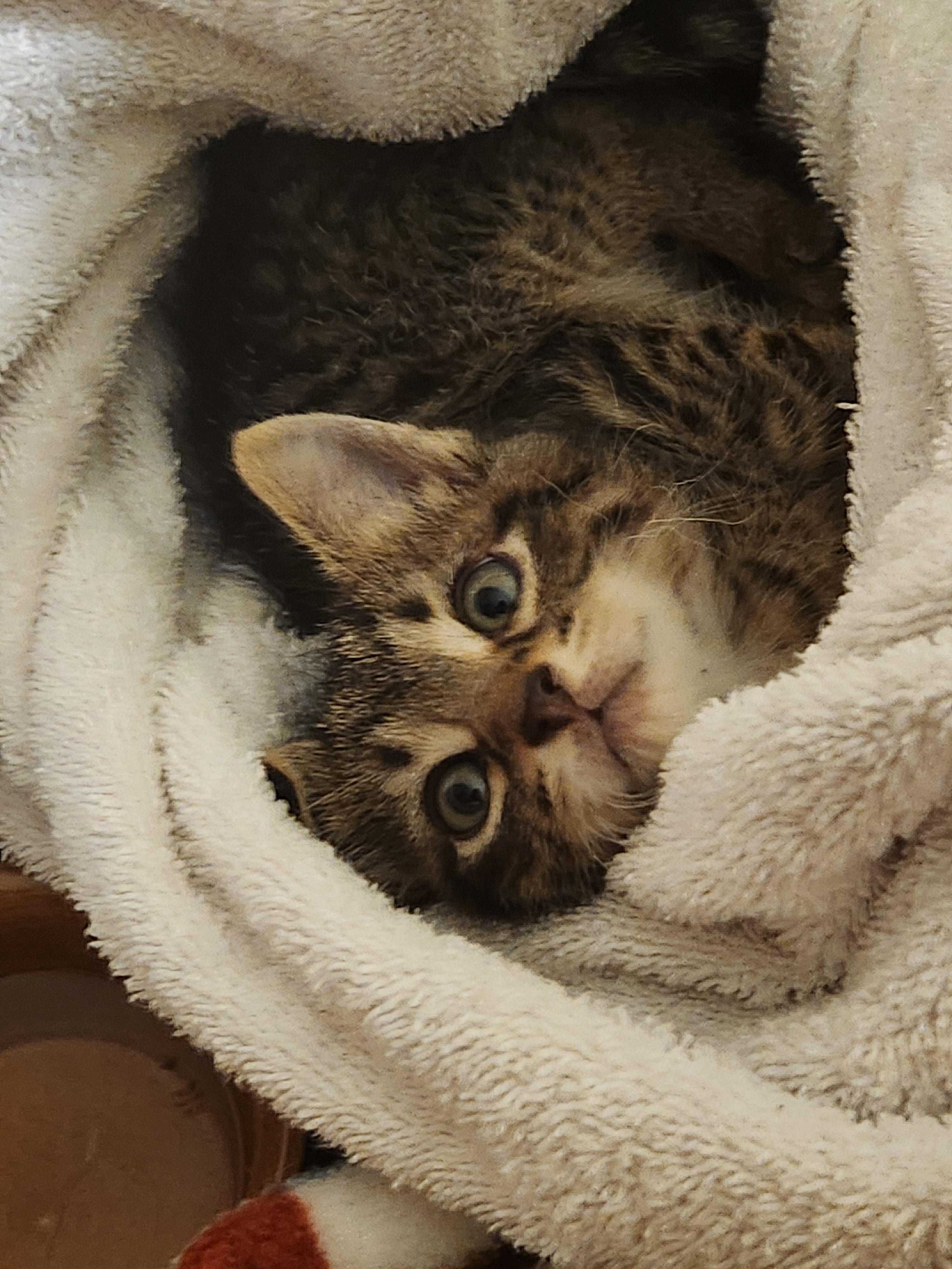 Morning update on roadside kitten (#3) | Scrolller