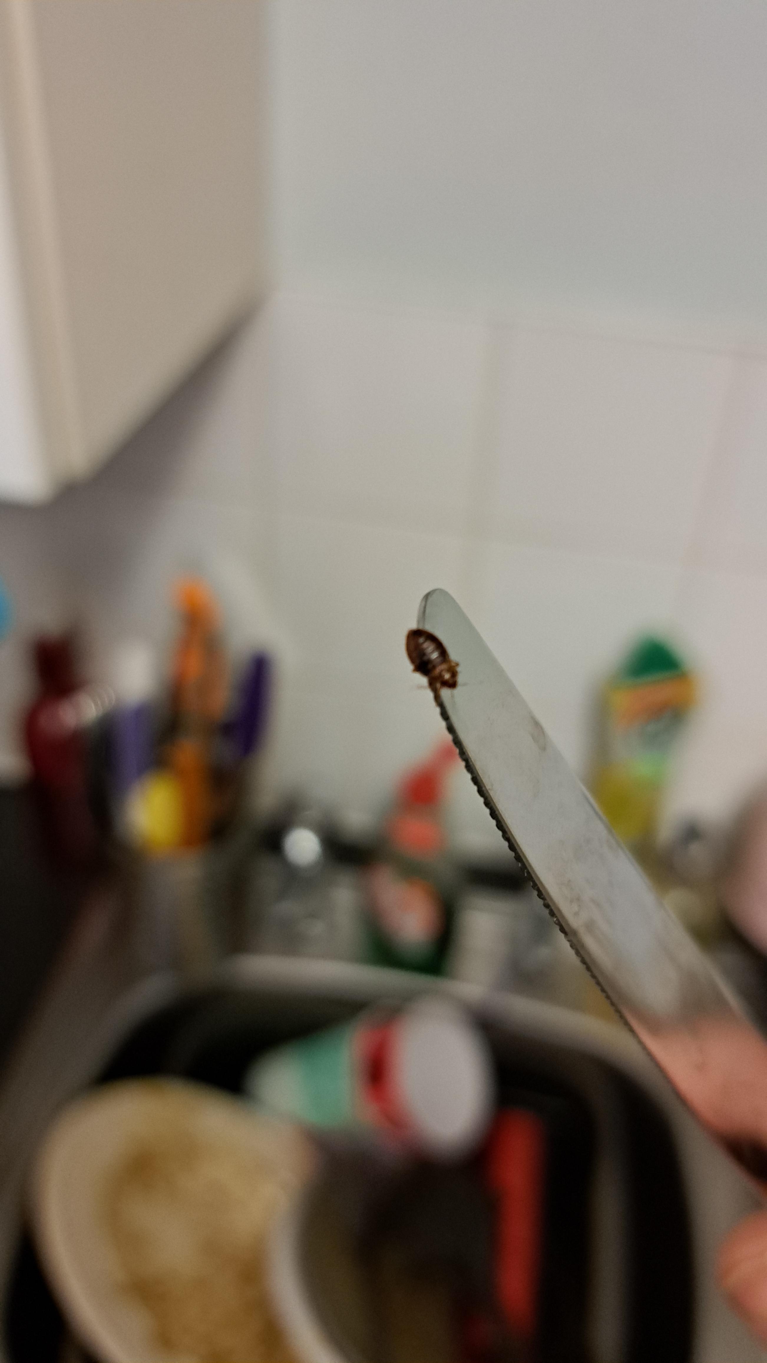 Discover more like Bedbugs: Bedbug? and Related Content | Scrolller