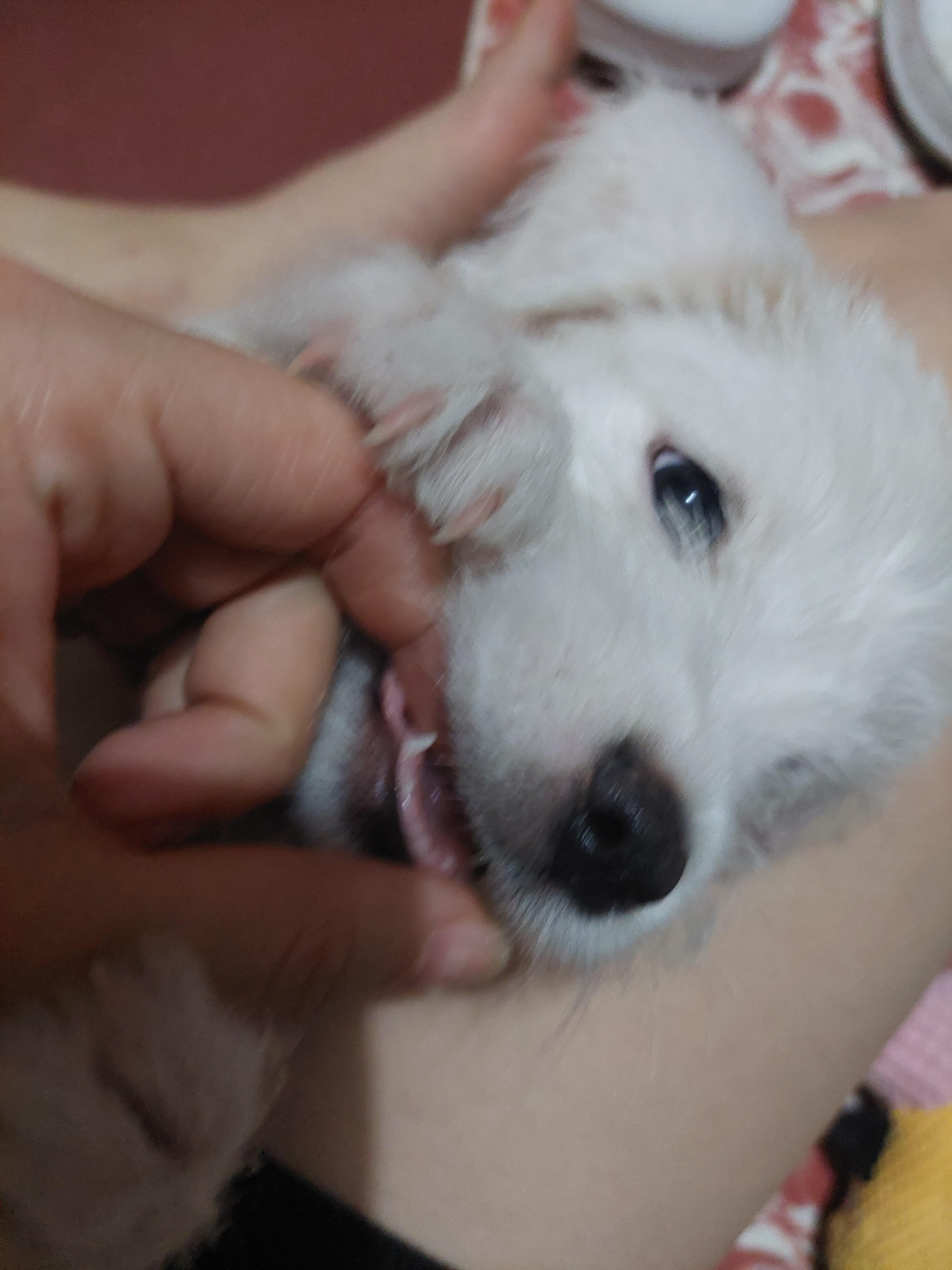 Some pics of Luka (oc) | Scrolller