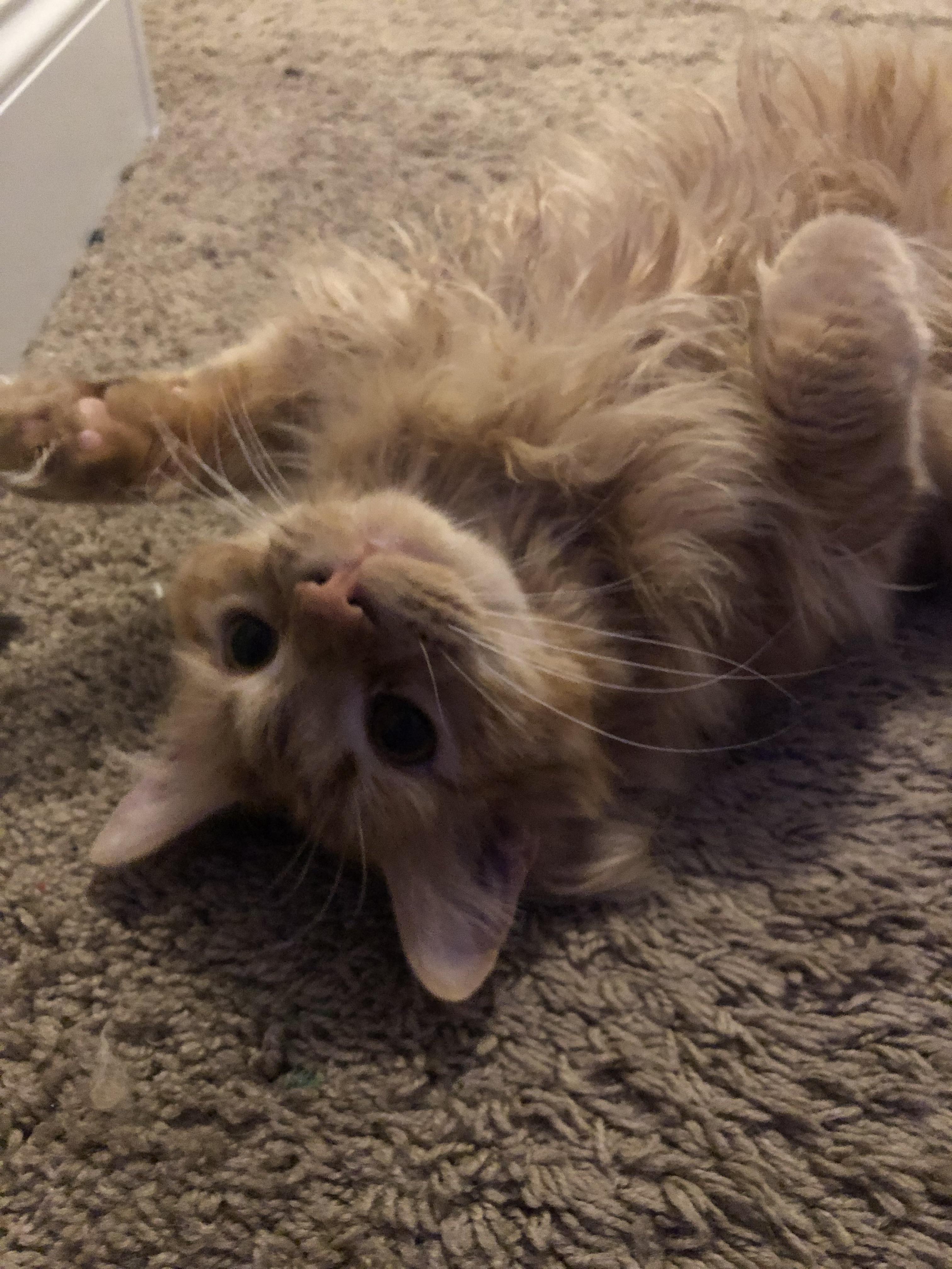 This is my Simba | Scrolller