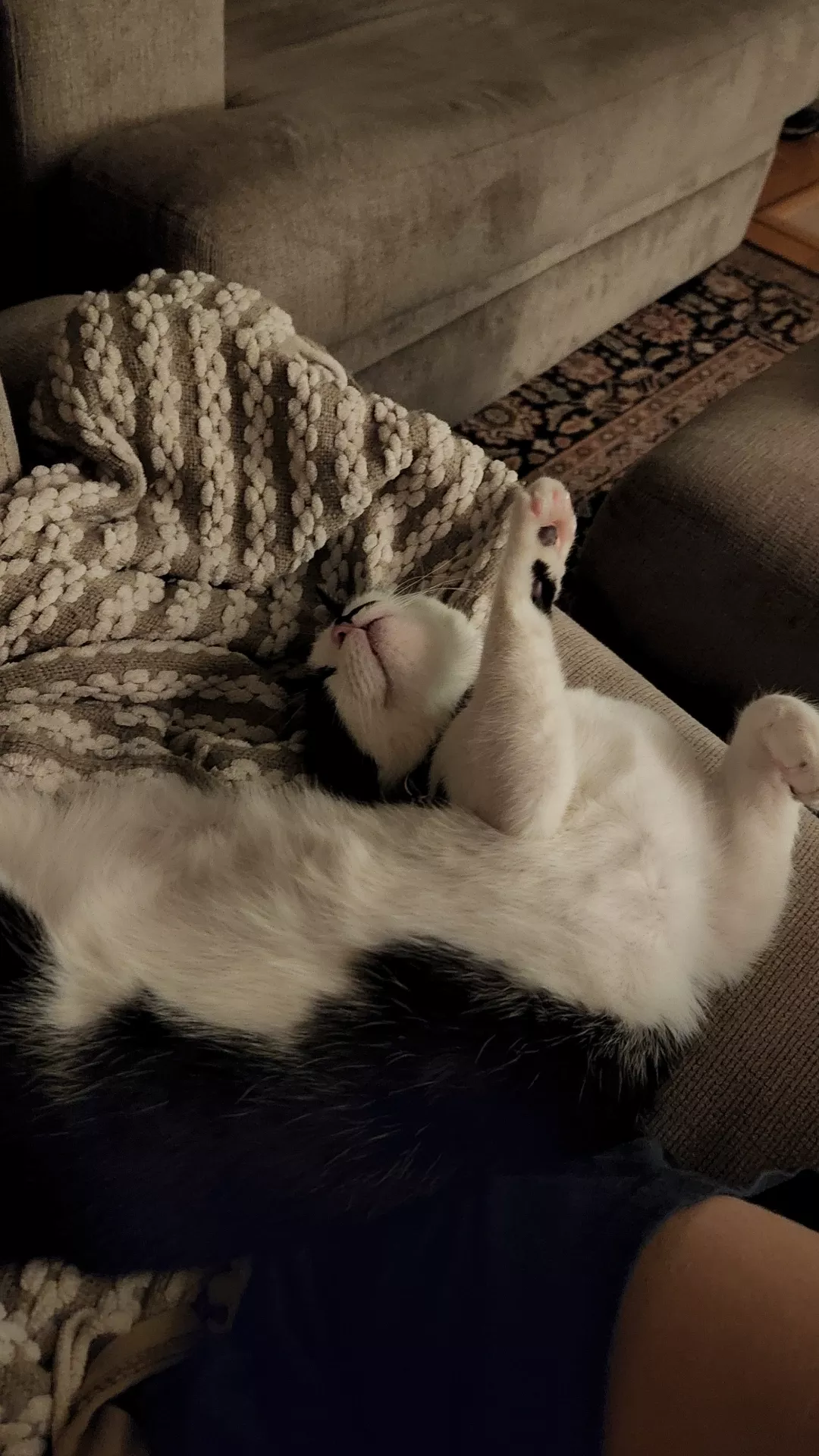 Augustus and his favorite sleeping positions | Scrolller