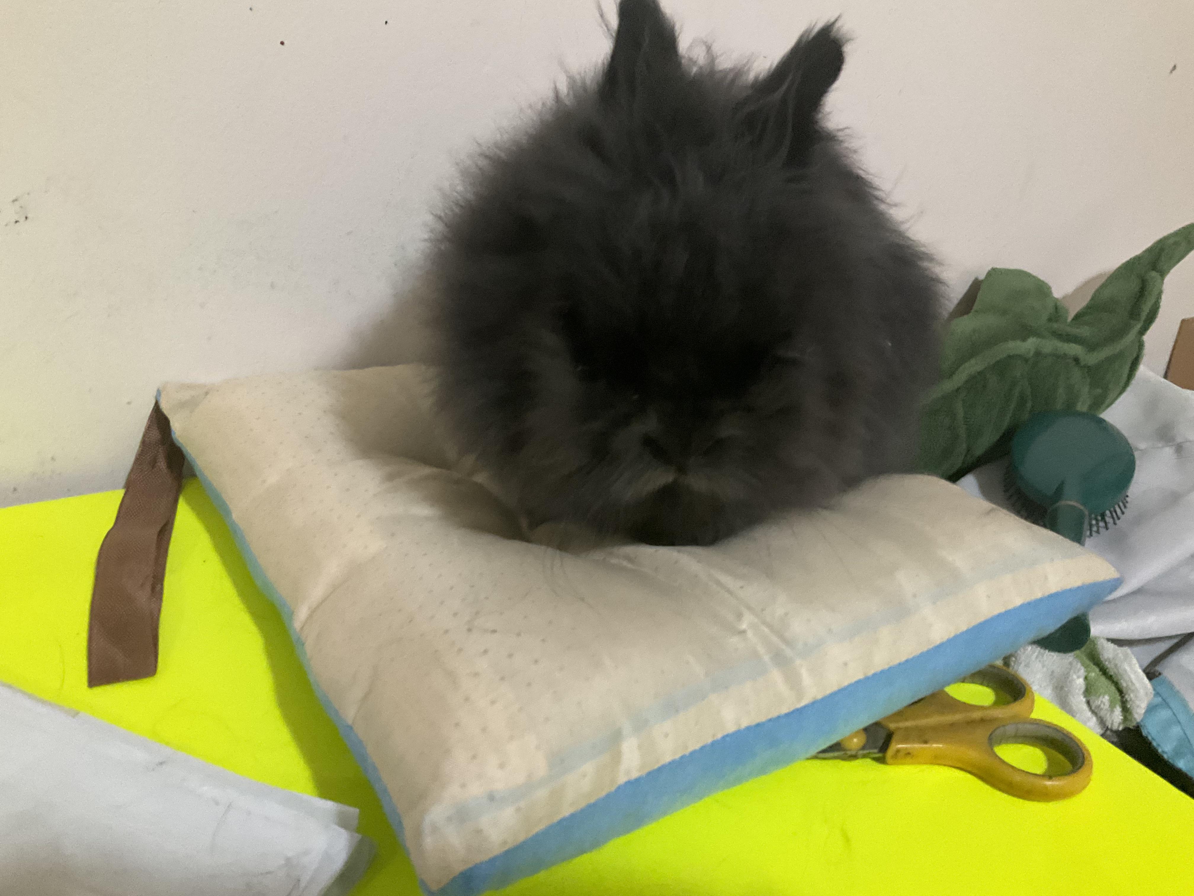 Creature | Scrolller