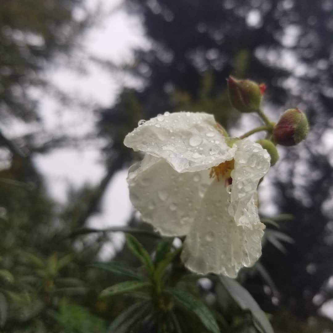 Some old photos from the San Francisco botanical garden. | Scrolller