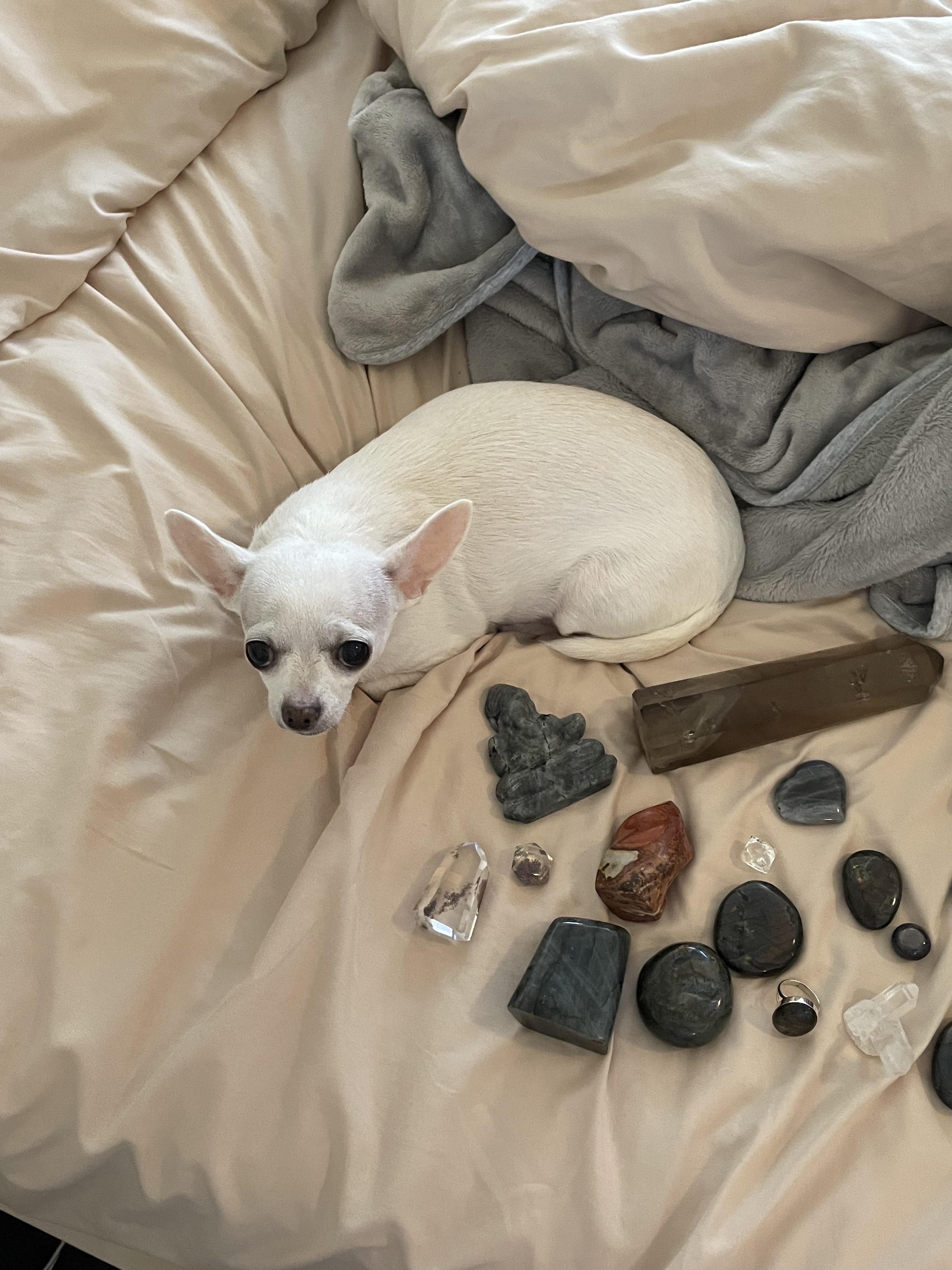 Chloe loves laying with some of my crystals as I dust my nightstand | Scrolller