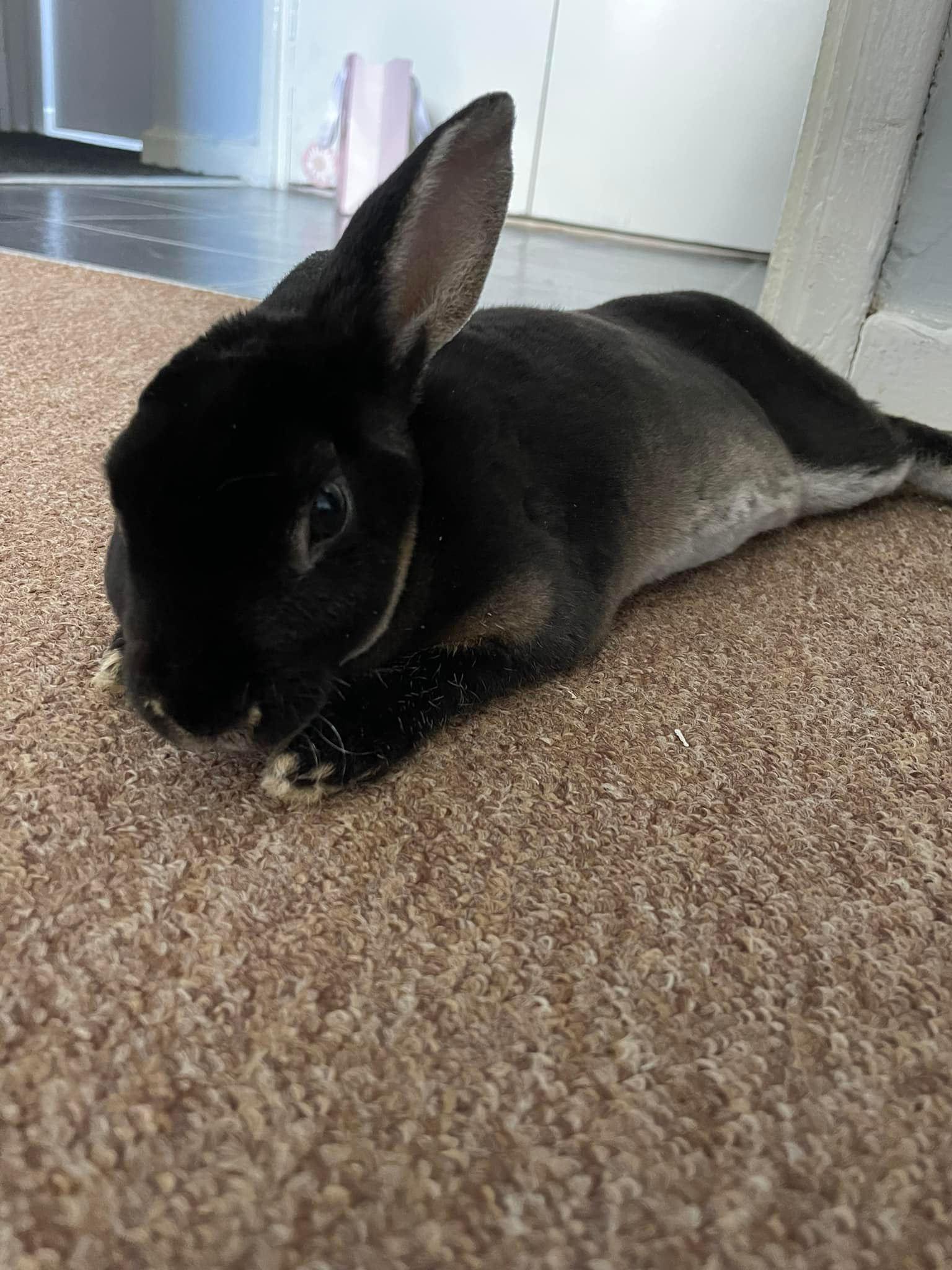 Pregnant rabbit? | Scrolller