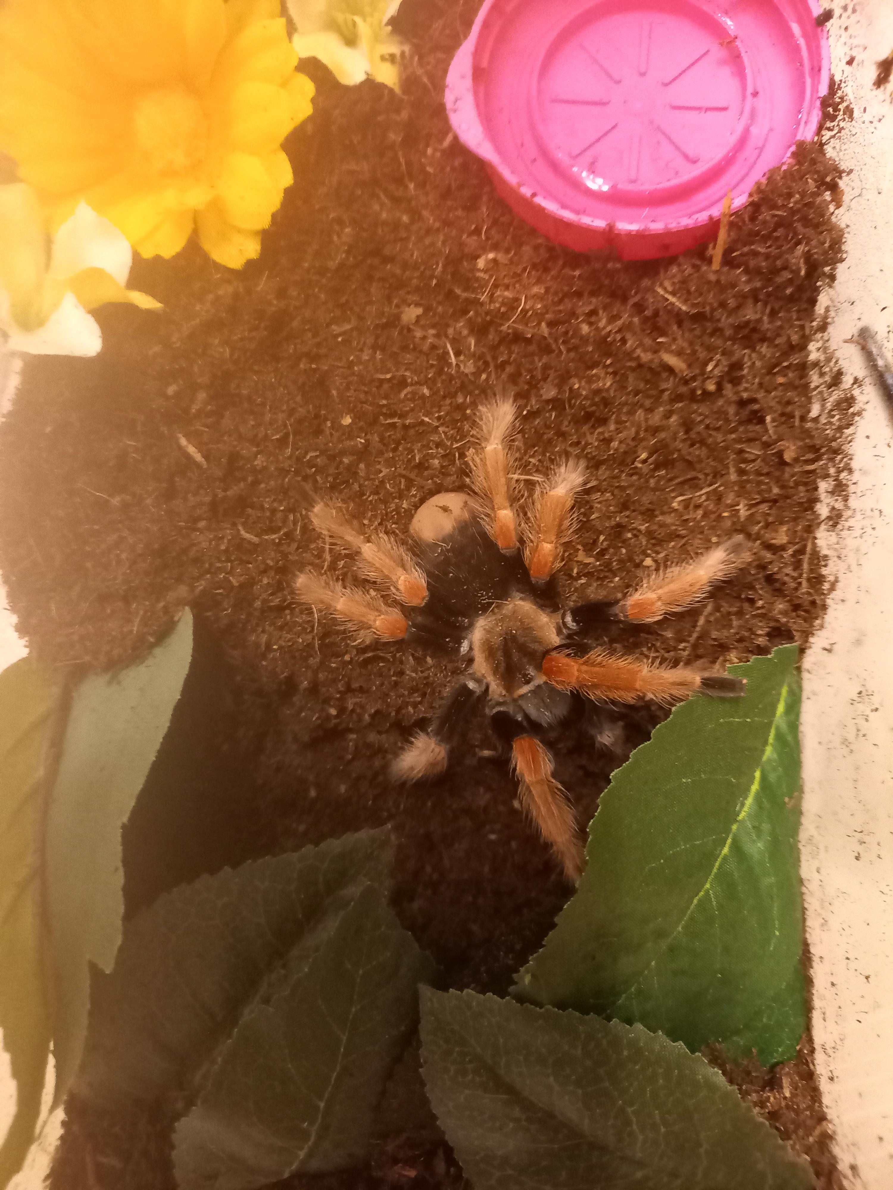 Got 2 cuties from the rescue today! | Scrolller