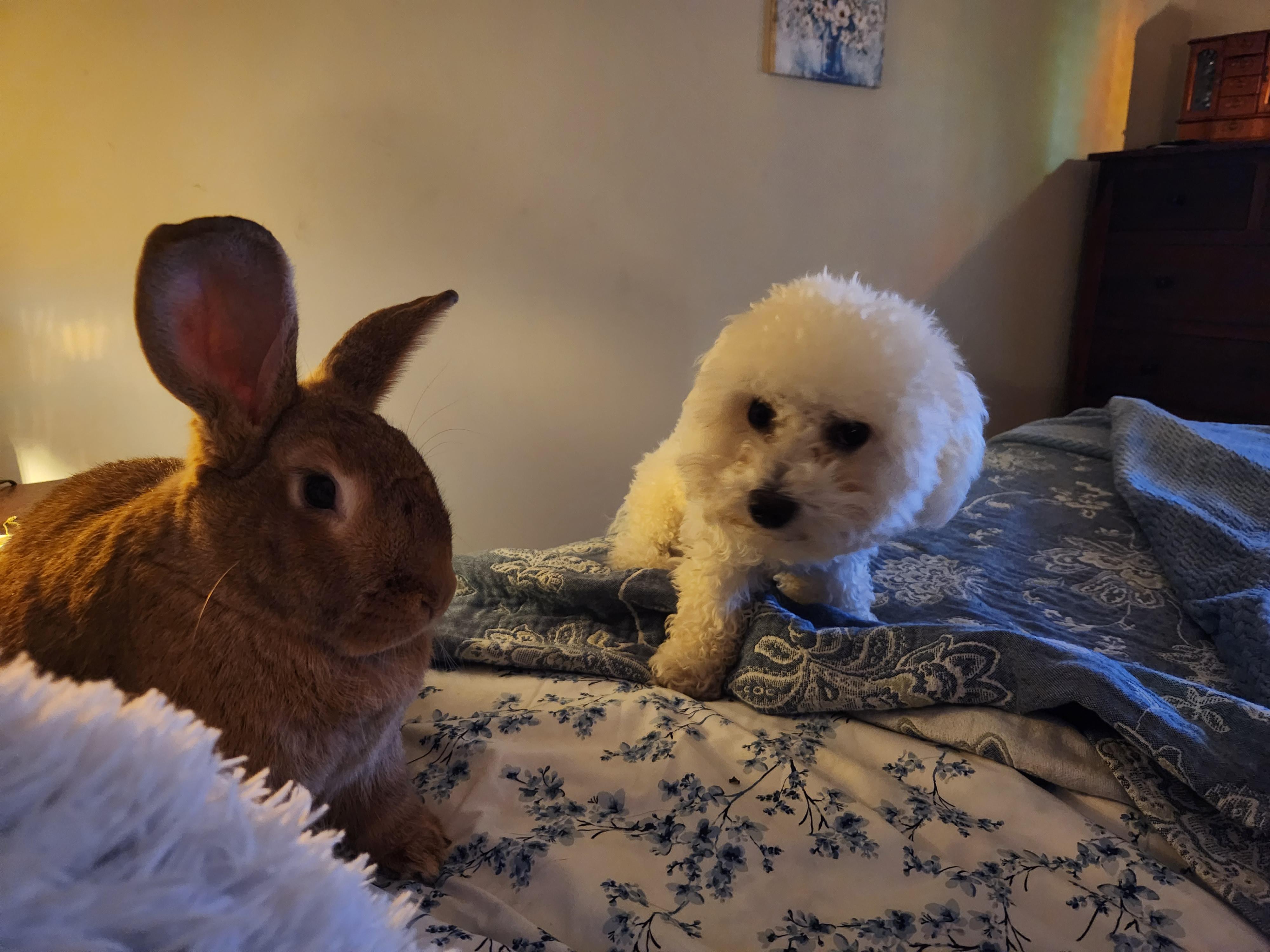 Ricky the rabbit and Buster...another rabbit :) | Scrolller