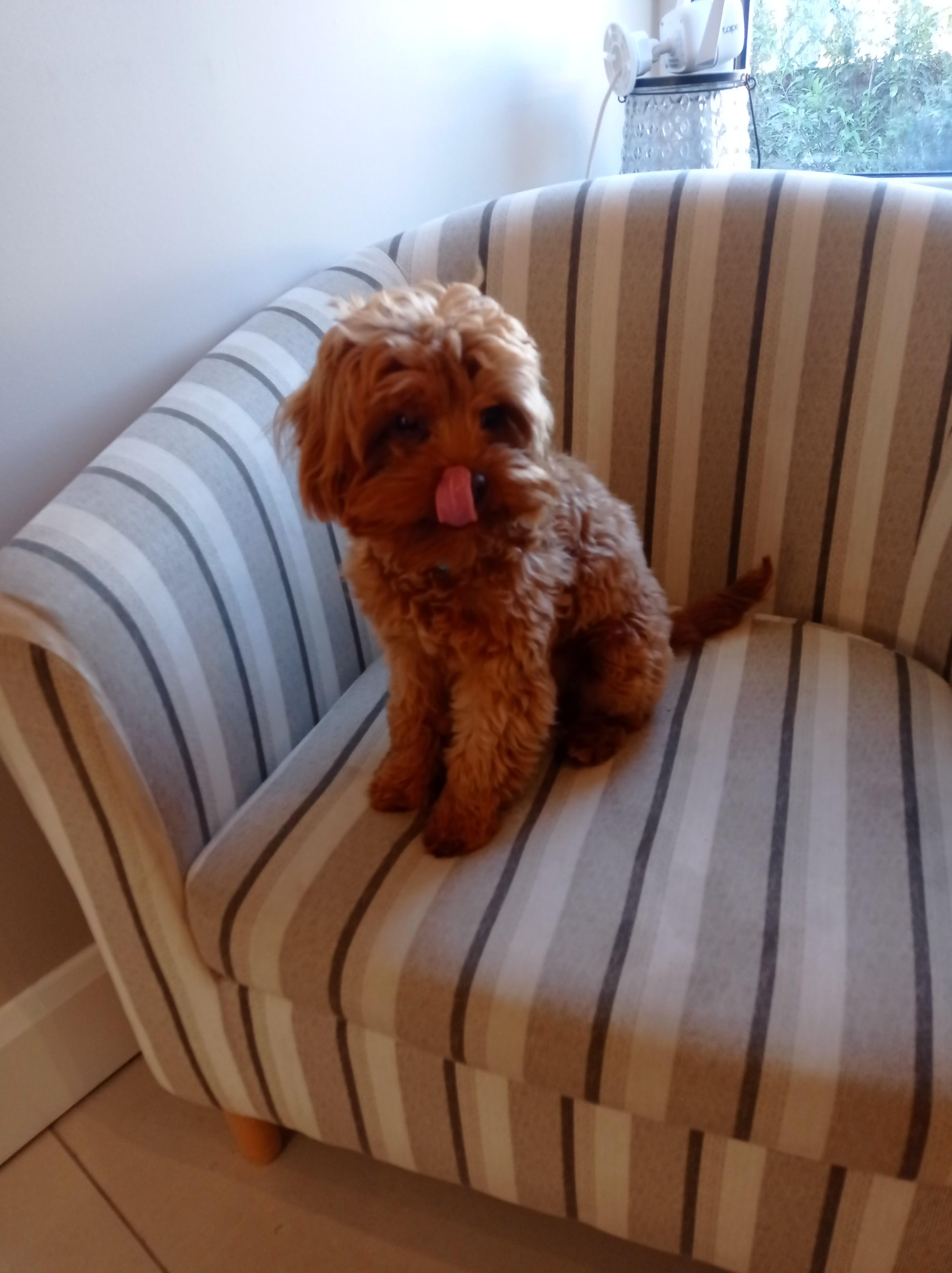 [OC] look at mah boi. | Scrolller