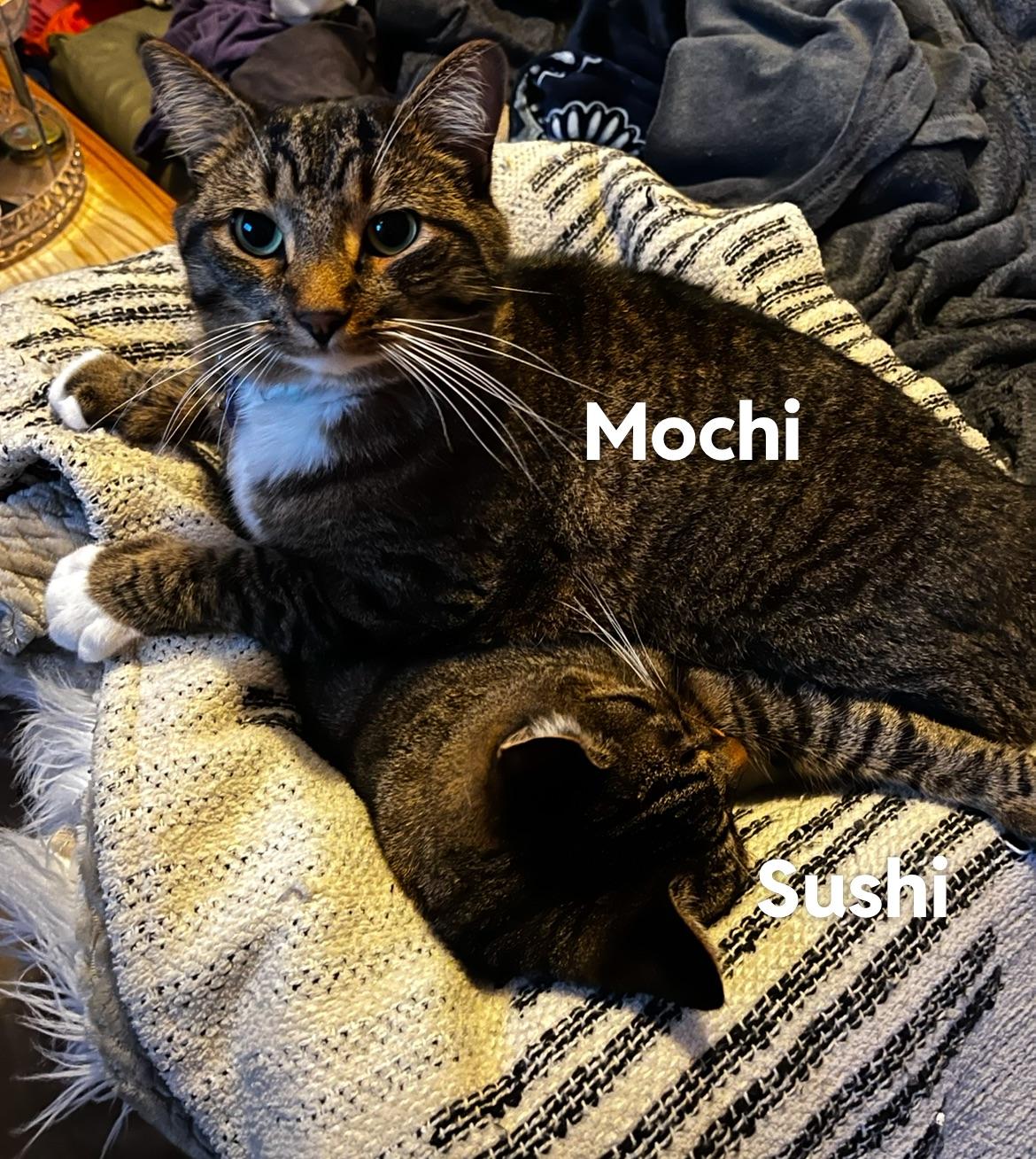Mochi, my other SIC | Scrolller
