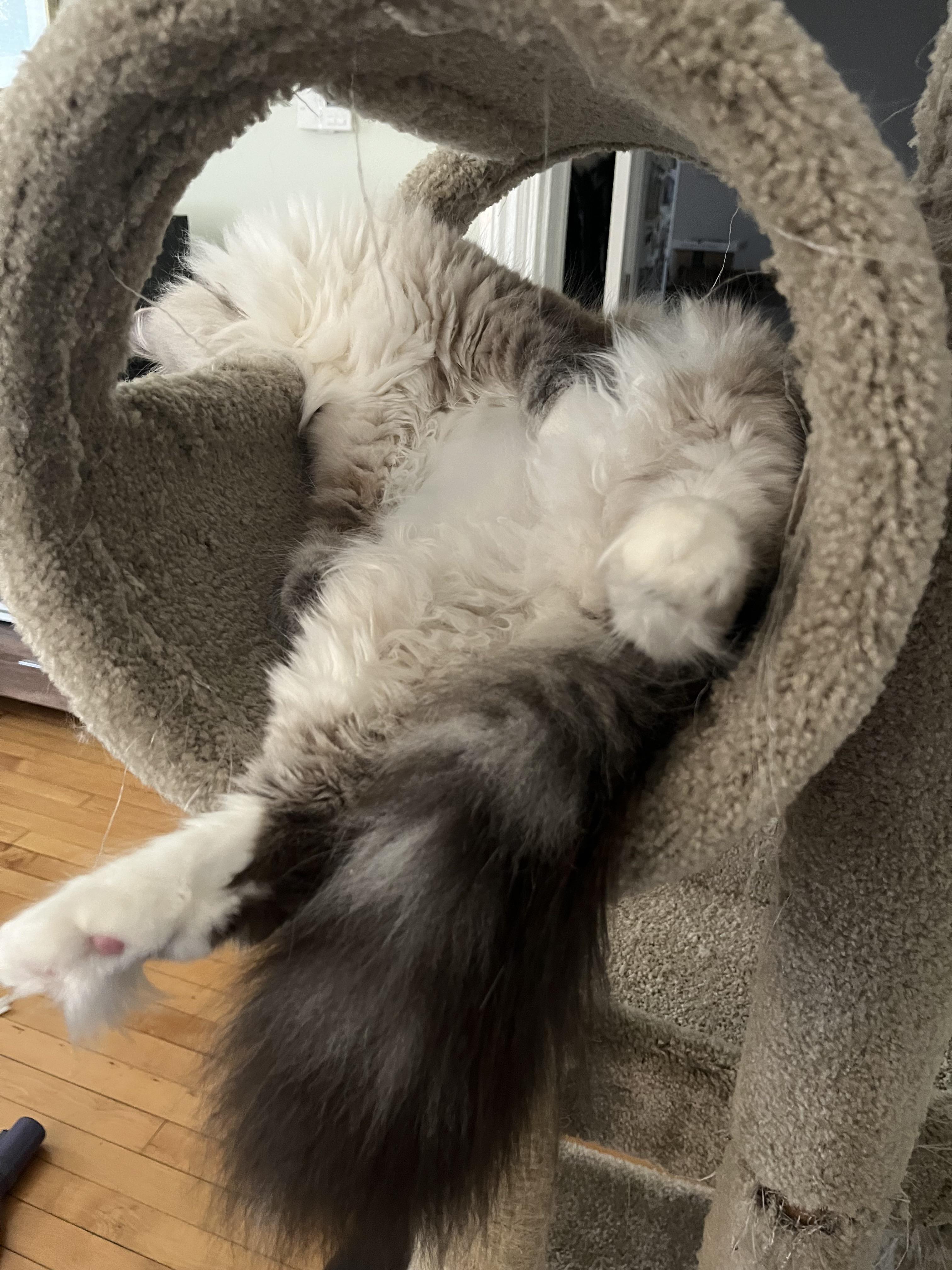 Man spreading | Scrolller