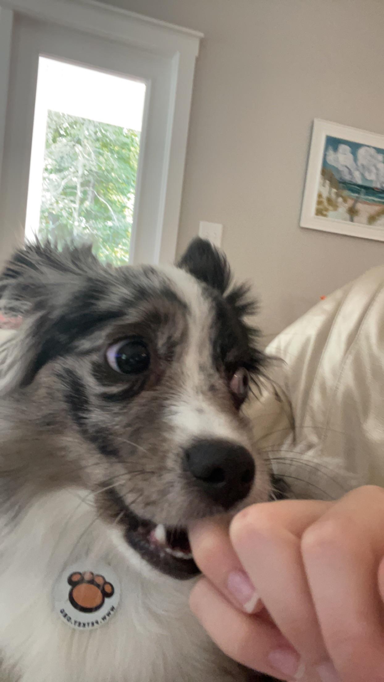 My little puppy | Scrolller