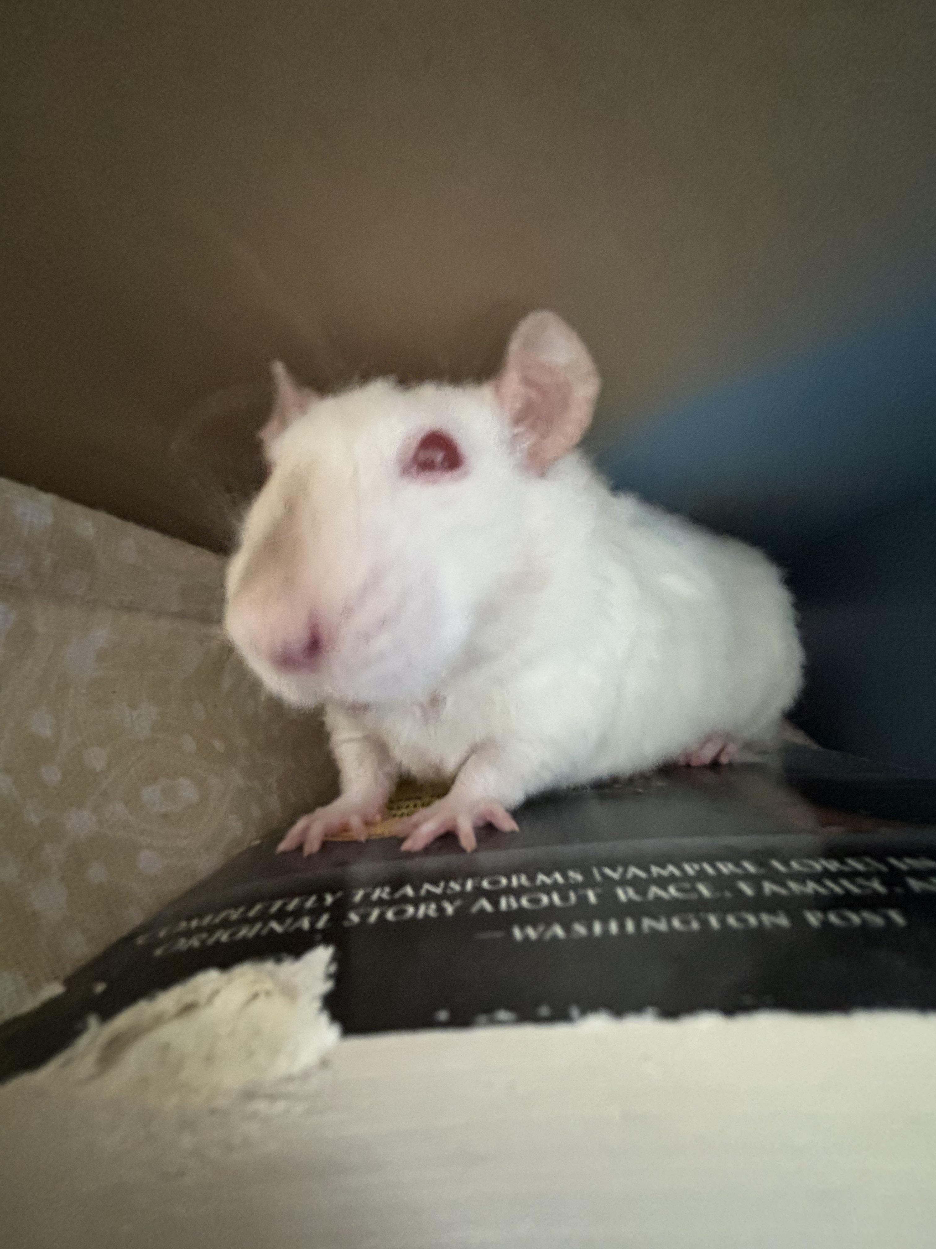 UGH! this girl is so dramatic i can’t tell if she’s sick or not | Scrolller