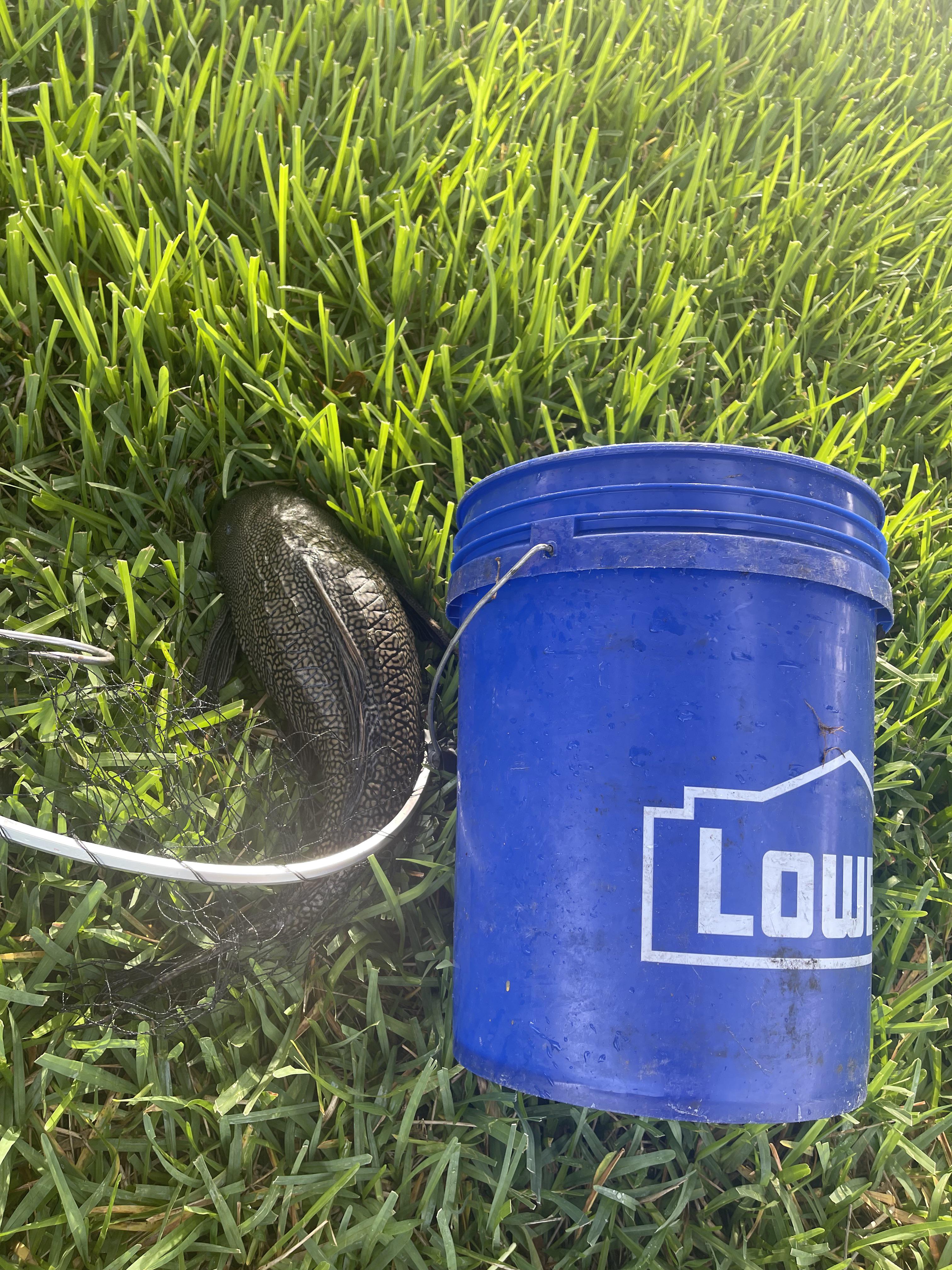 Pt.2 Identifying a Fish | Scrolller