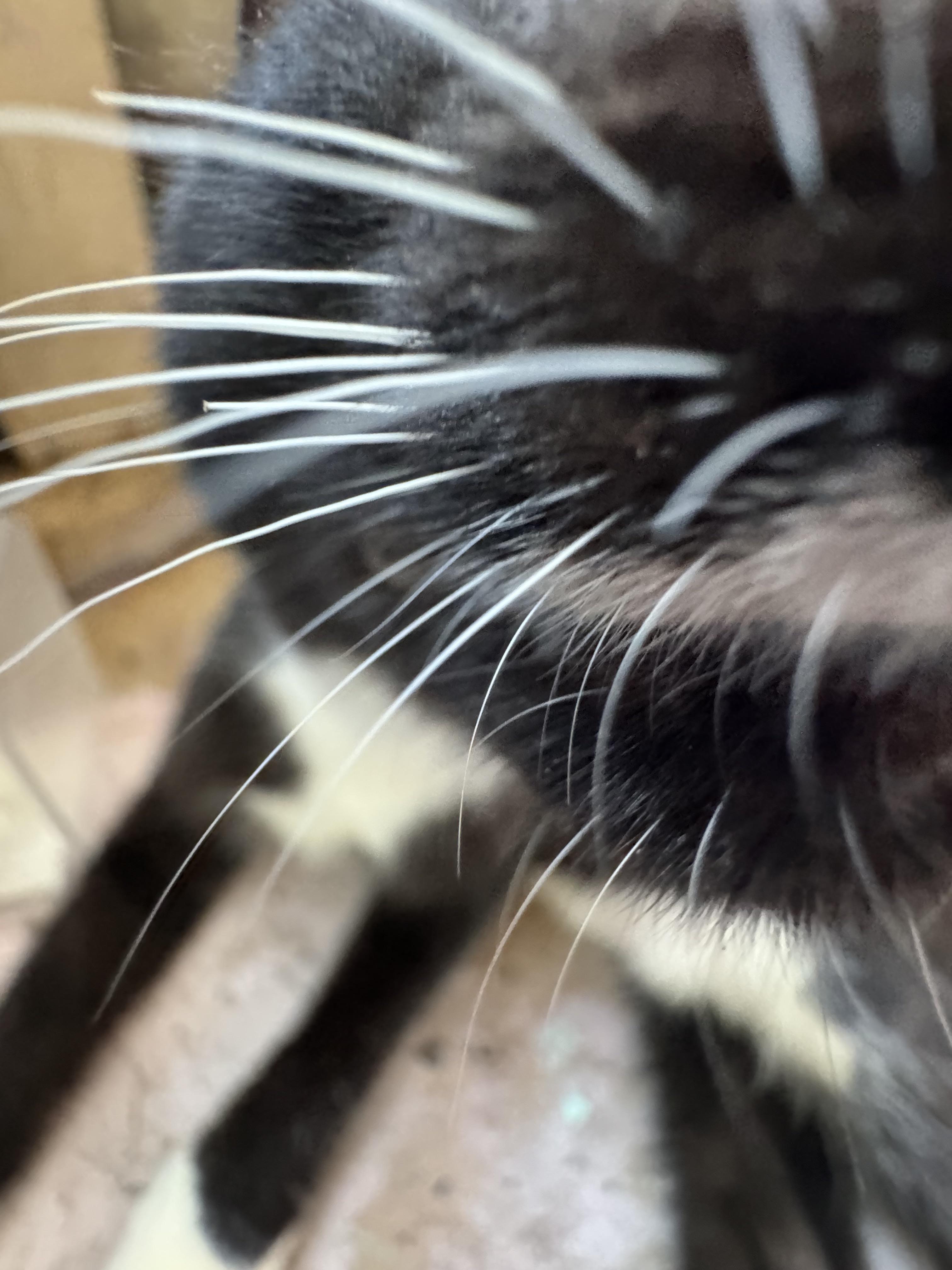 Distinguished Dave | Scrolller