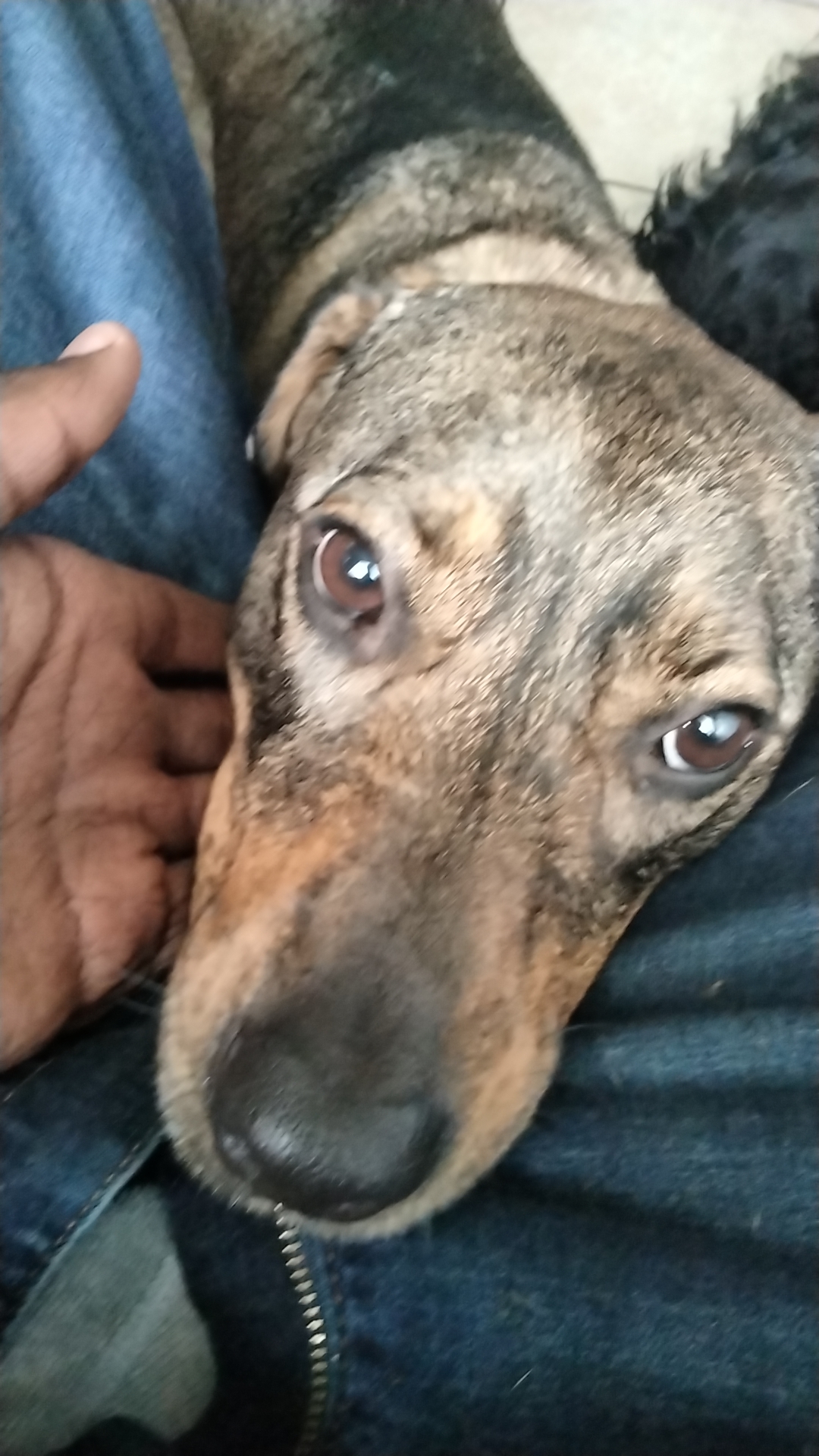 Me and my dogs | Scrolller