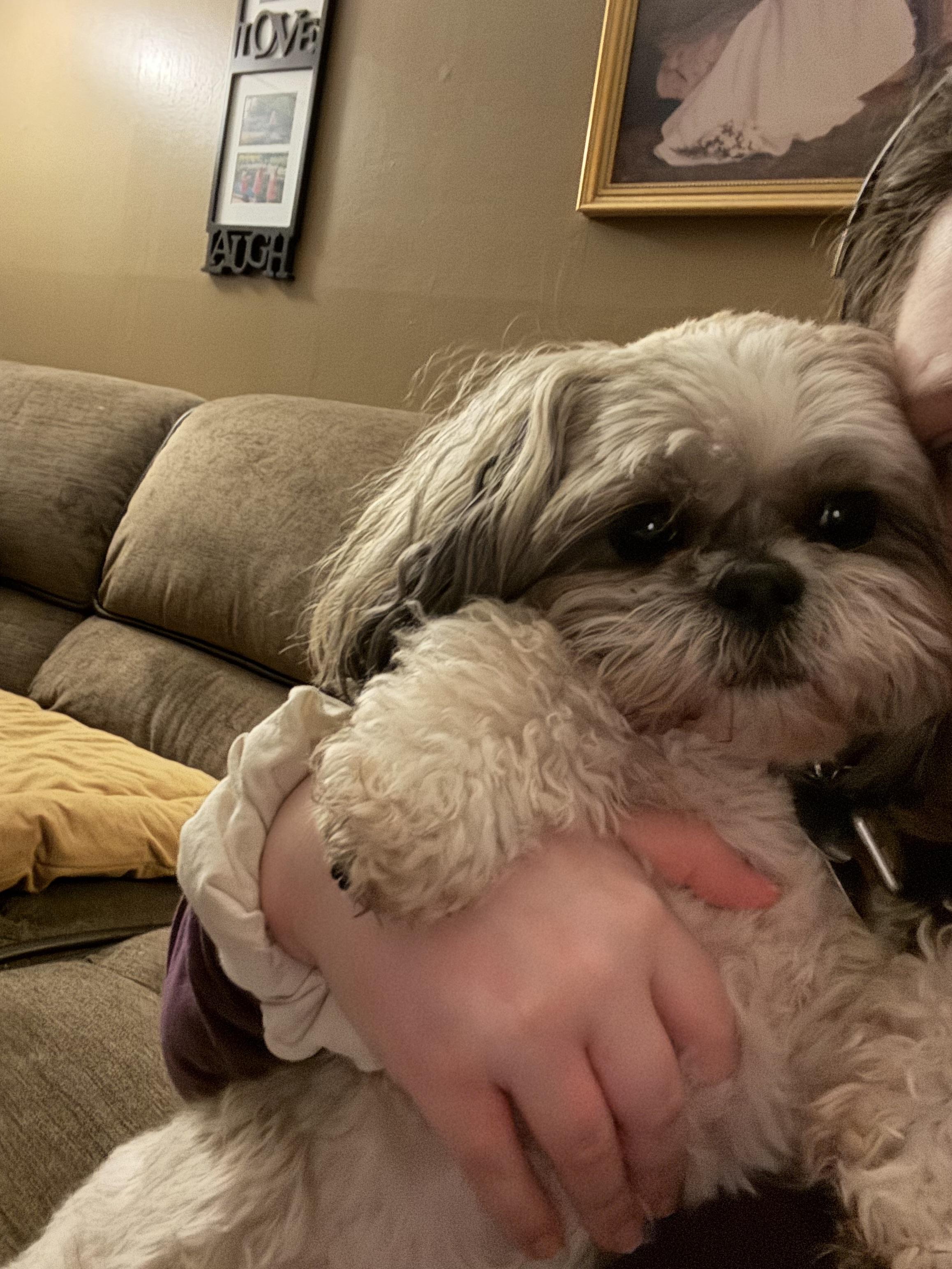 A real life teddy bear. | Scrolller