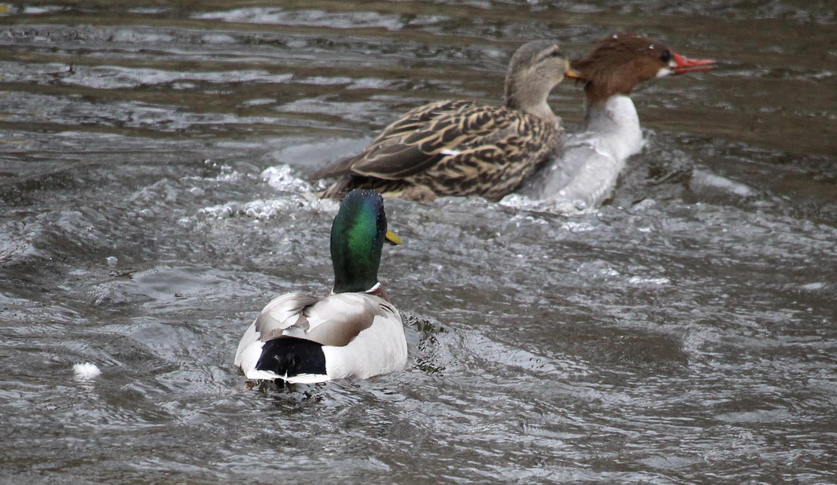 Common Merganser in Cambridge ON | Scrolller