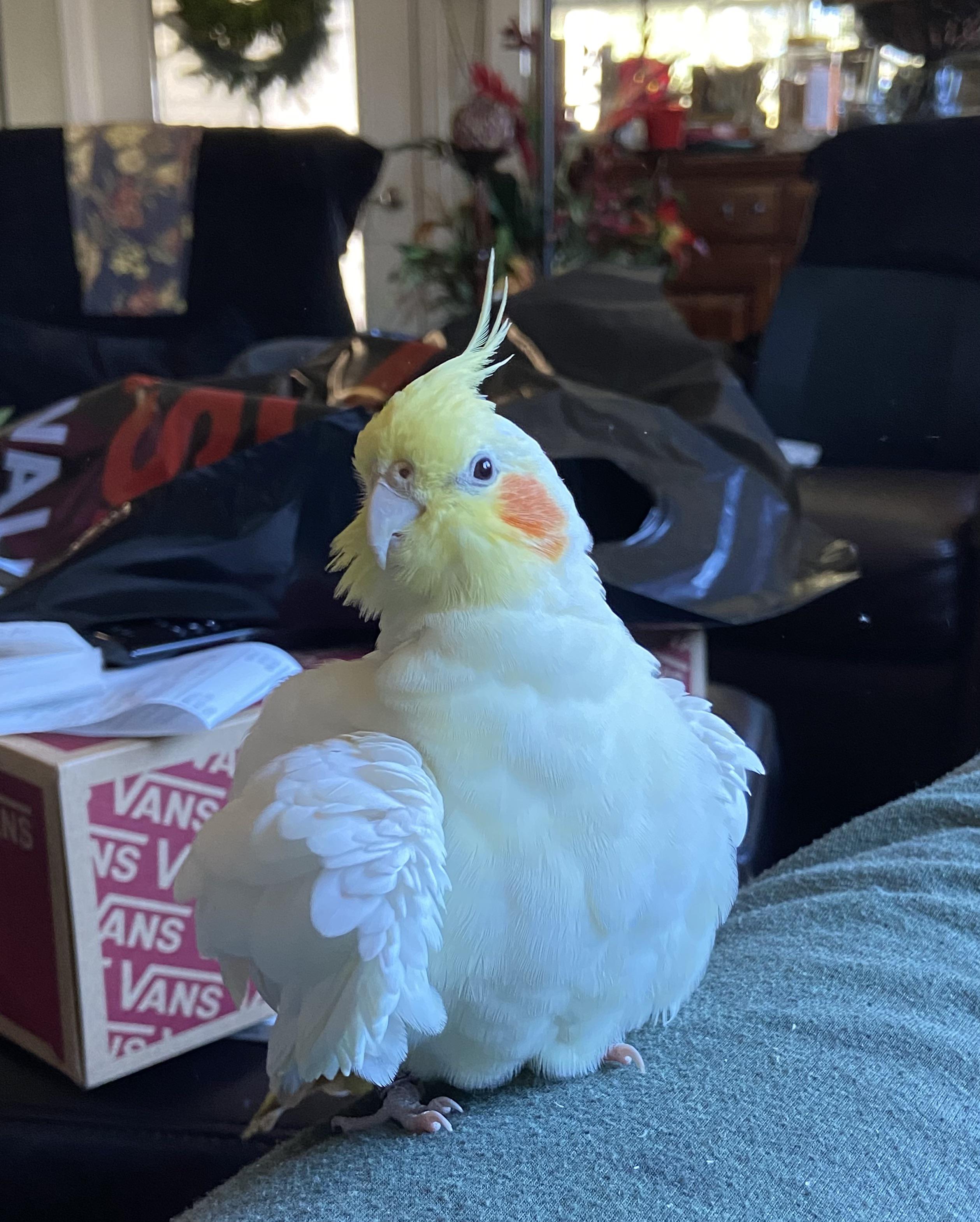 Clean Chicken Spam | Scrolller