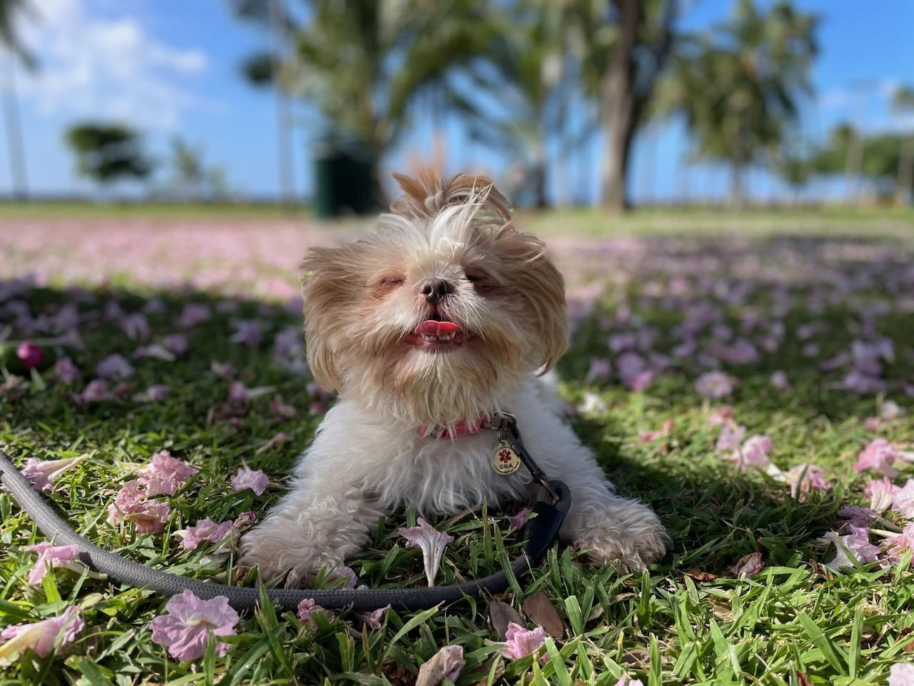 Meet Chewy. | Scrolller