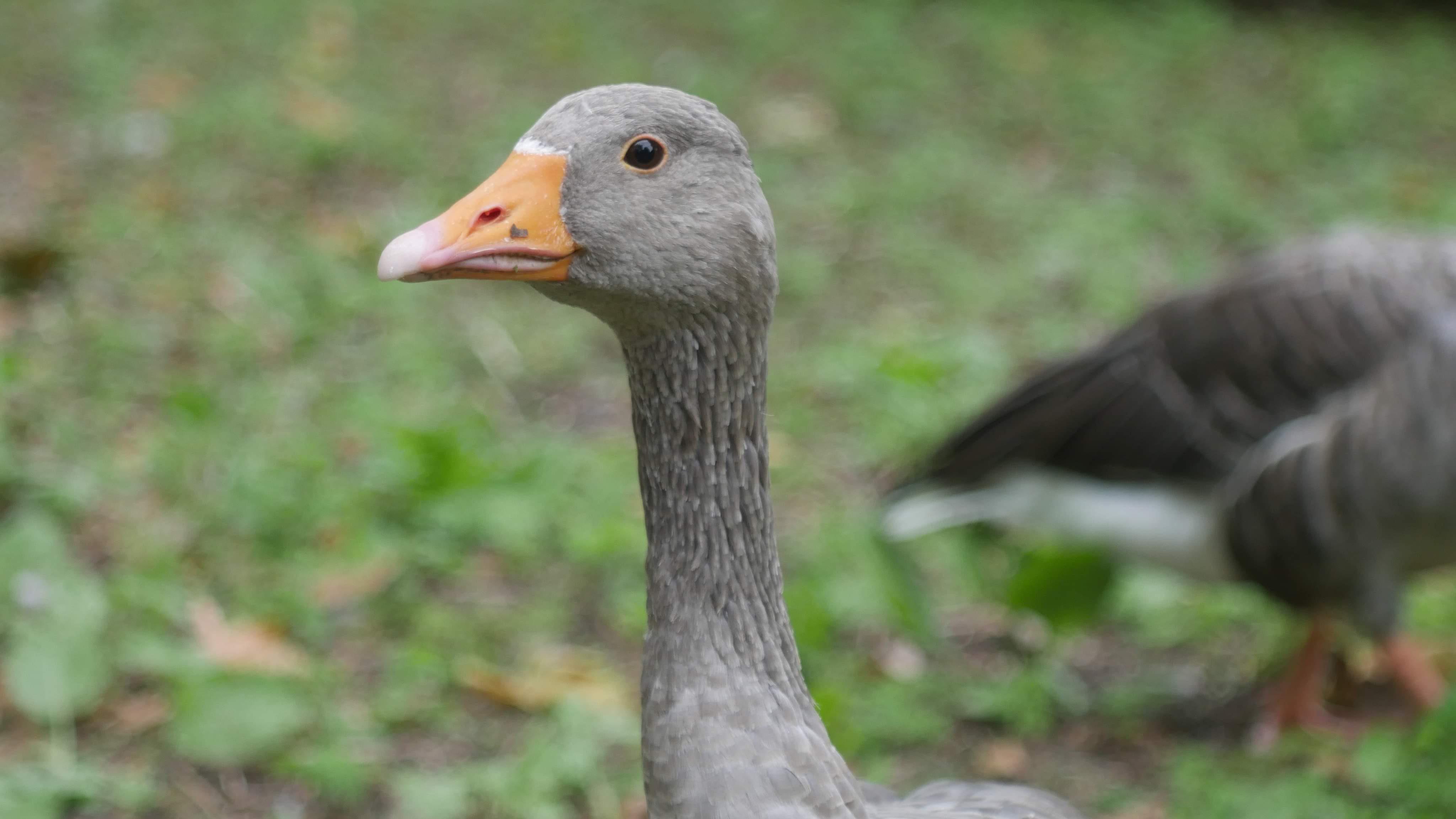 Only recently got my own camera (LUMIX G7) and I used it to bother some geese and film an ...