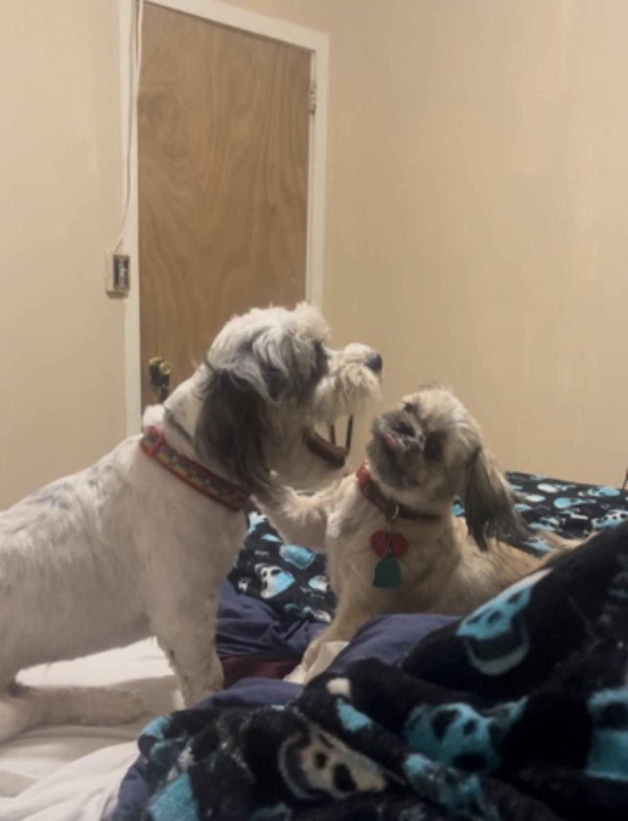 Cindy the shih tzu and Pepper the shih poo 🧡 | Scrolller