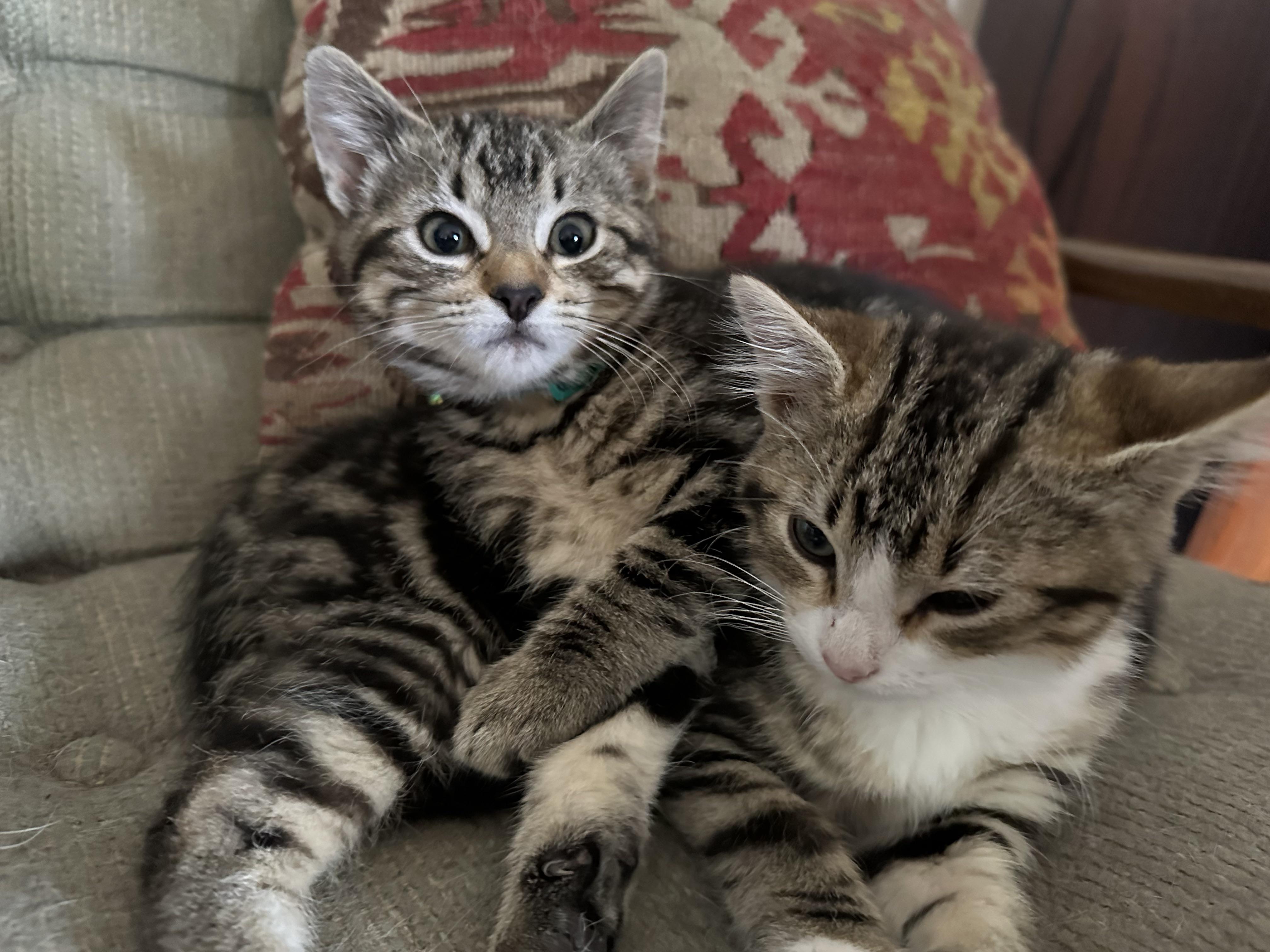 Our new kittens | Scrolller