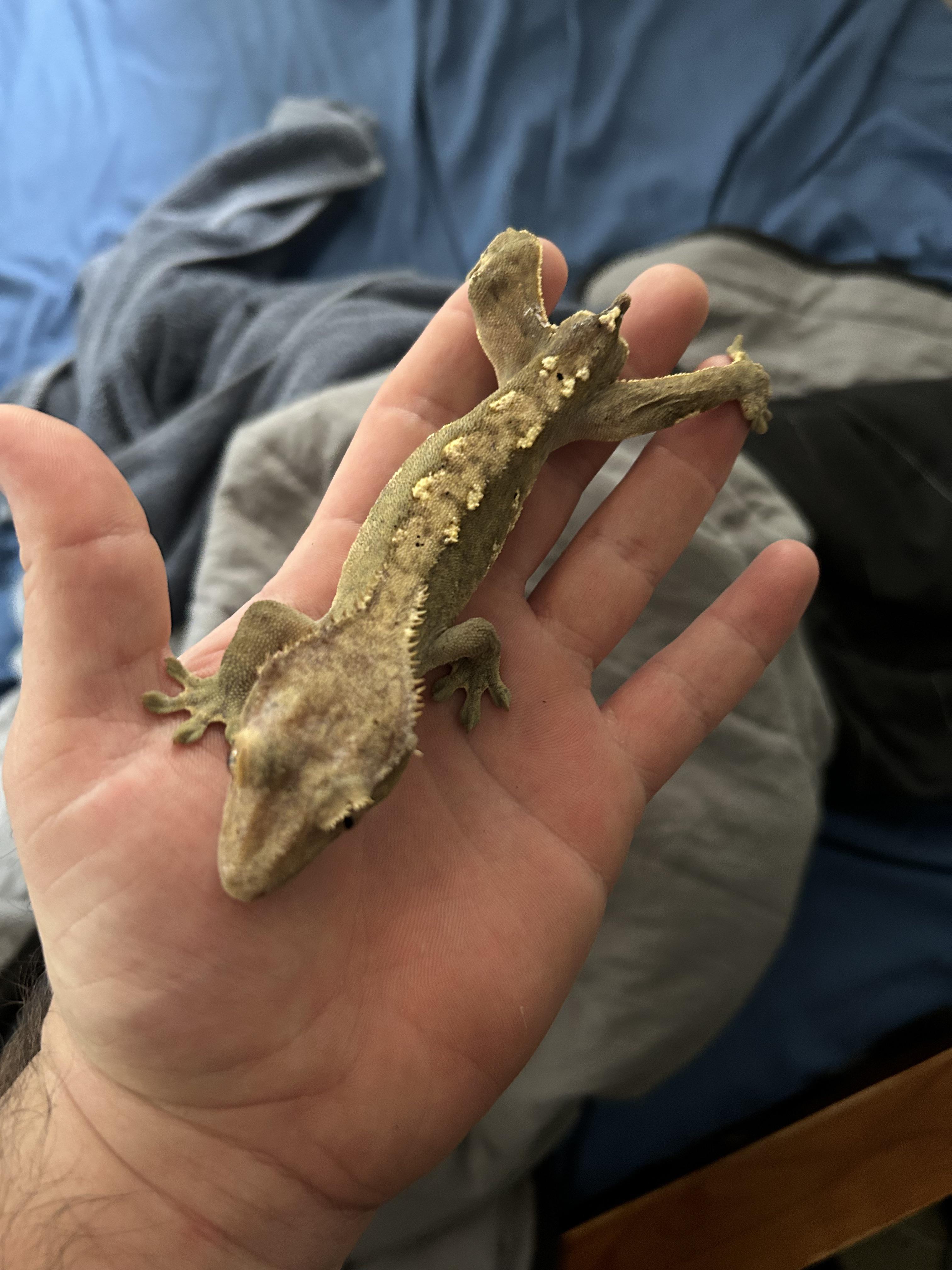 What morph is my crested gecko | Scrolller