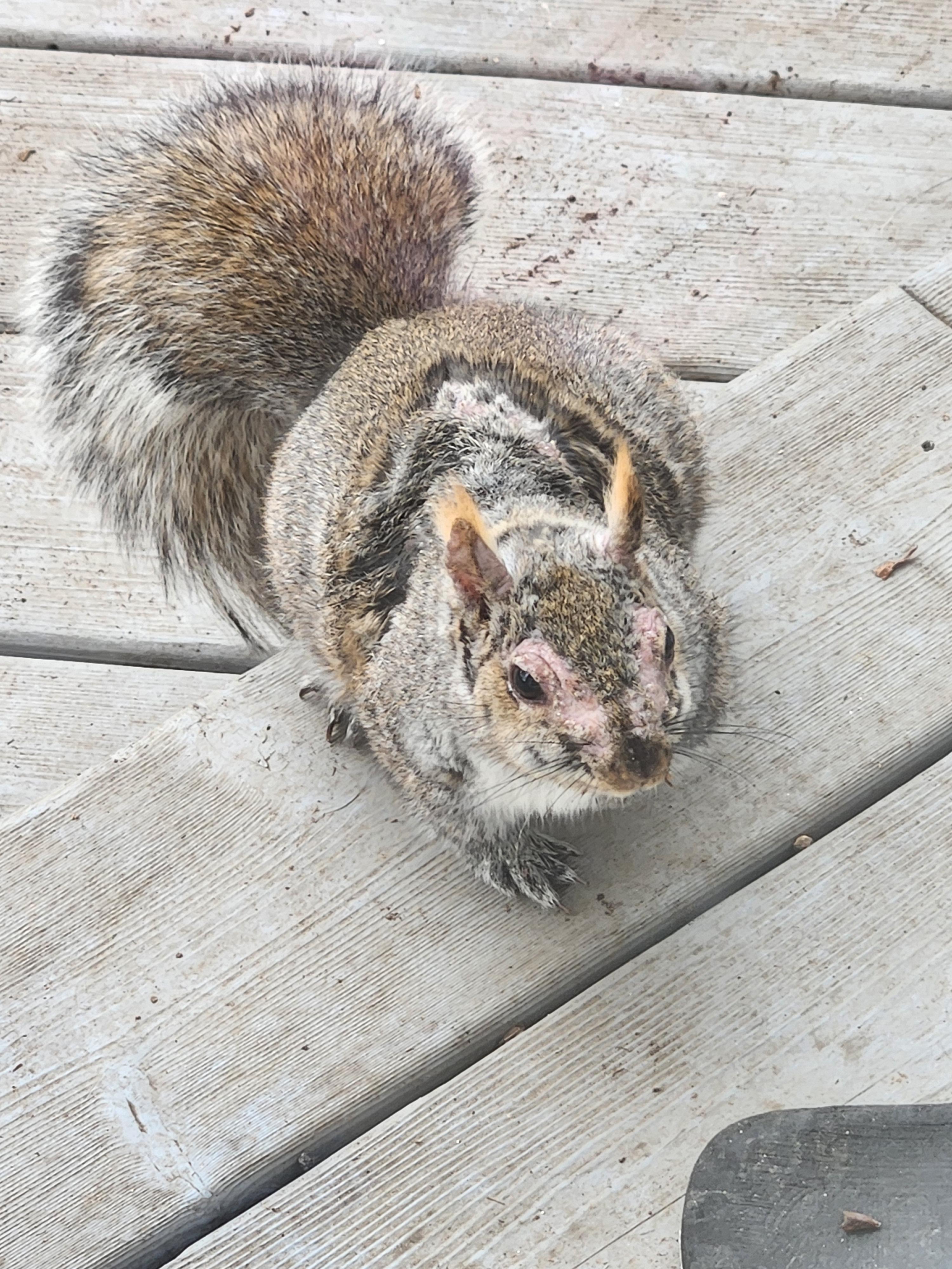 What is this skin condition | Scrolller