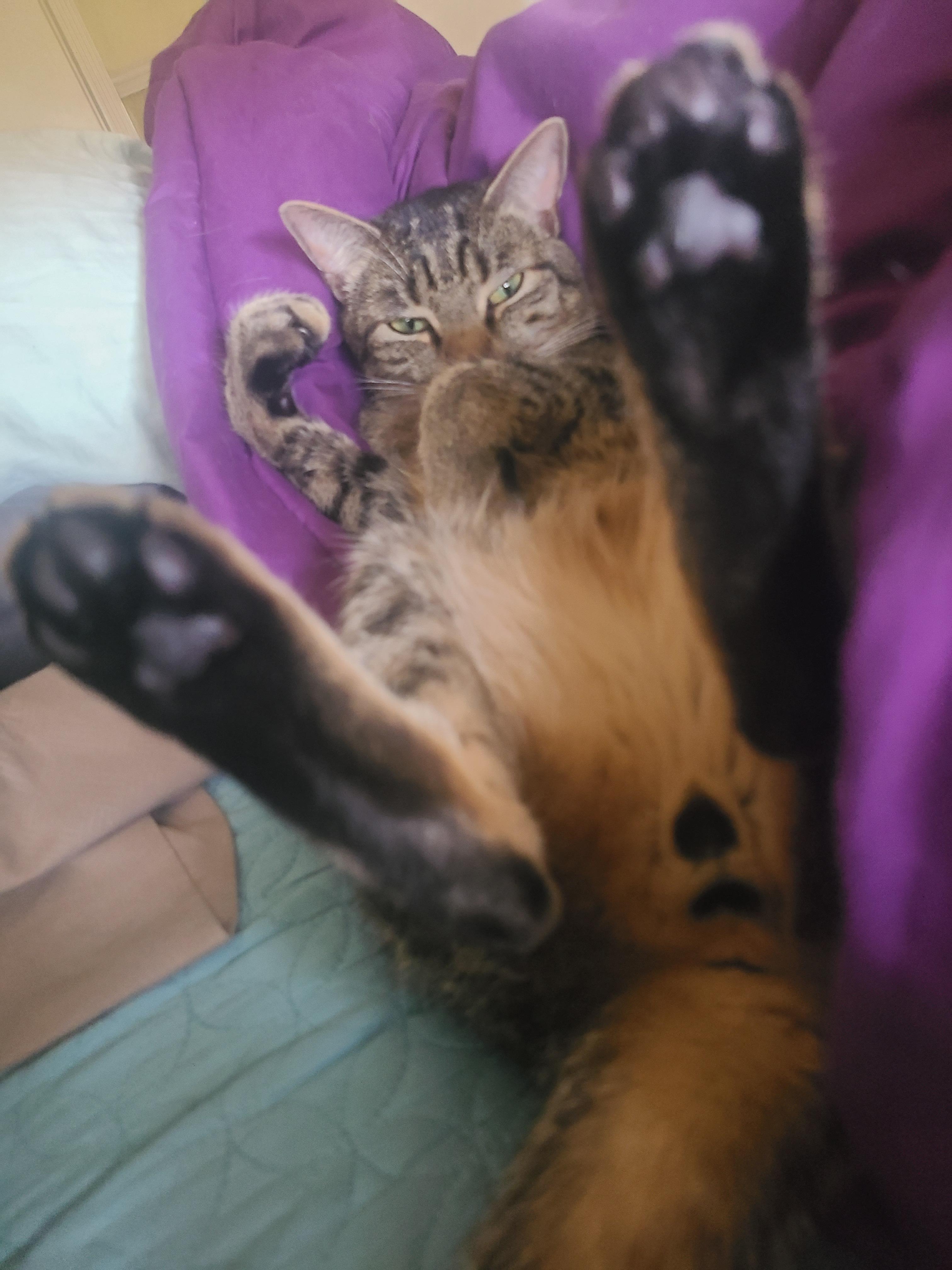 Fresh Black Beans | Scrolller