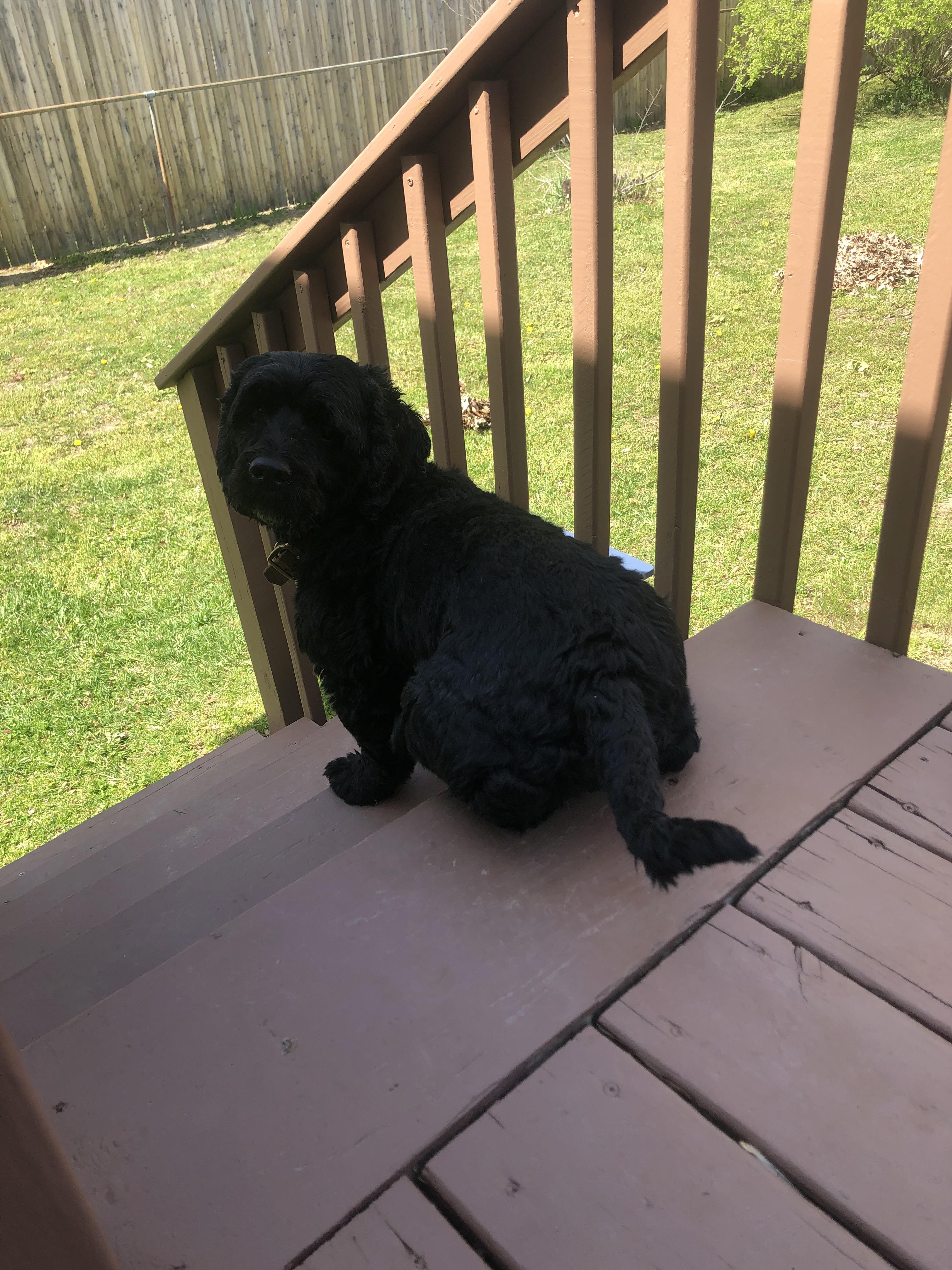 Extreme sploot! | Scrolller