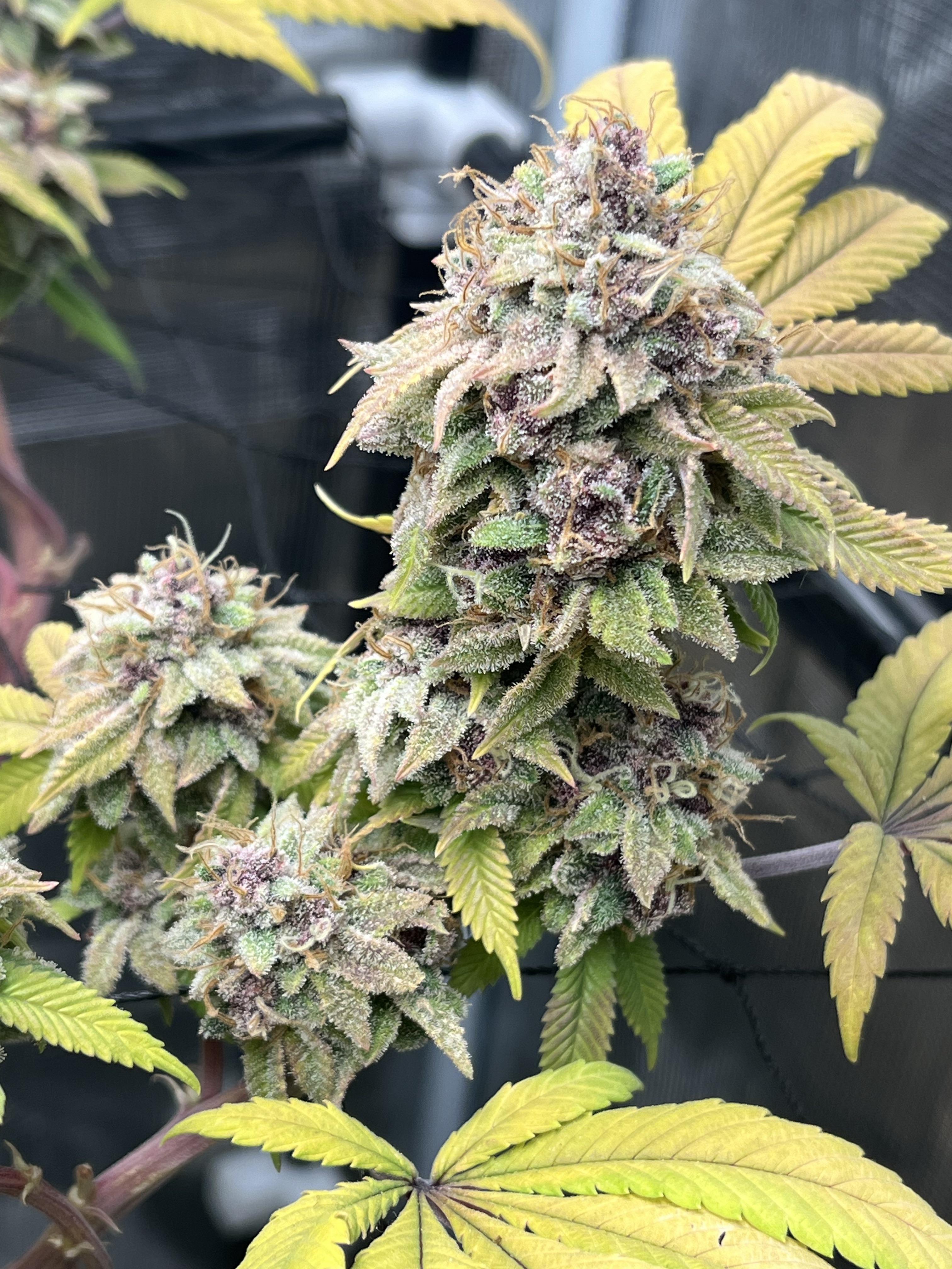 Purple Shah by TGA Mz Jill day 69 | Scrolller