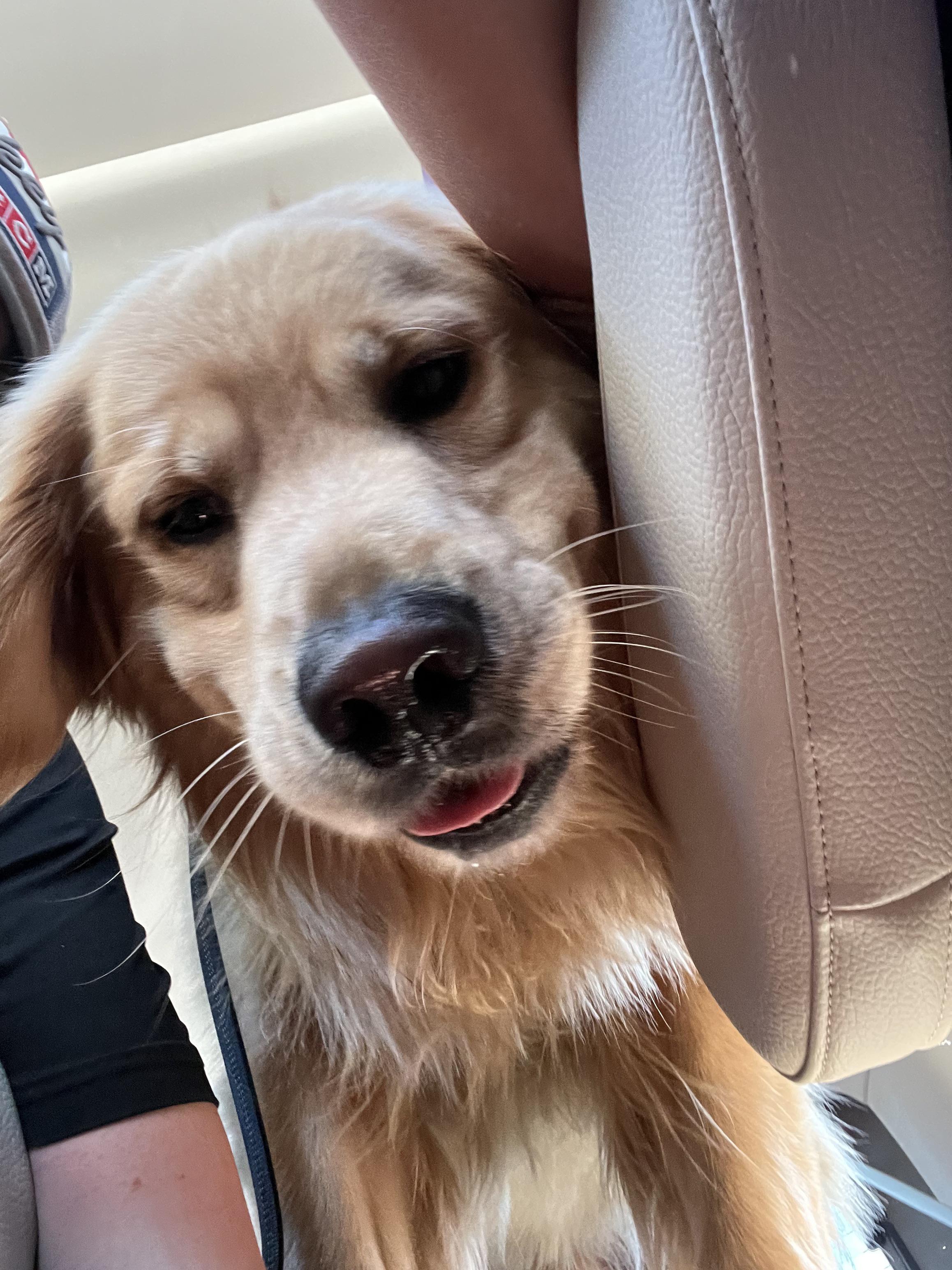 Our 3 year old golden retriever Milo! | Scrolller