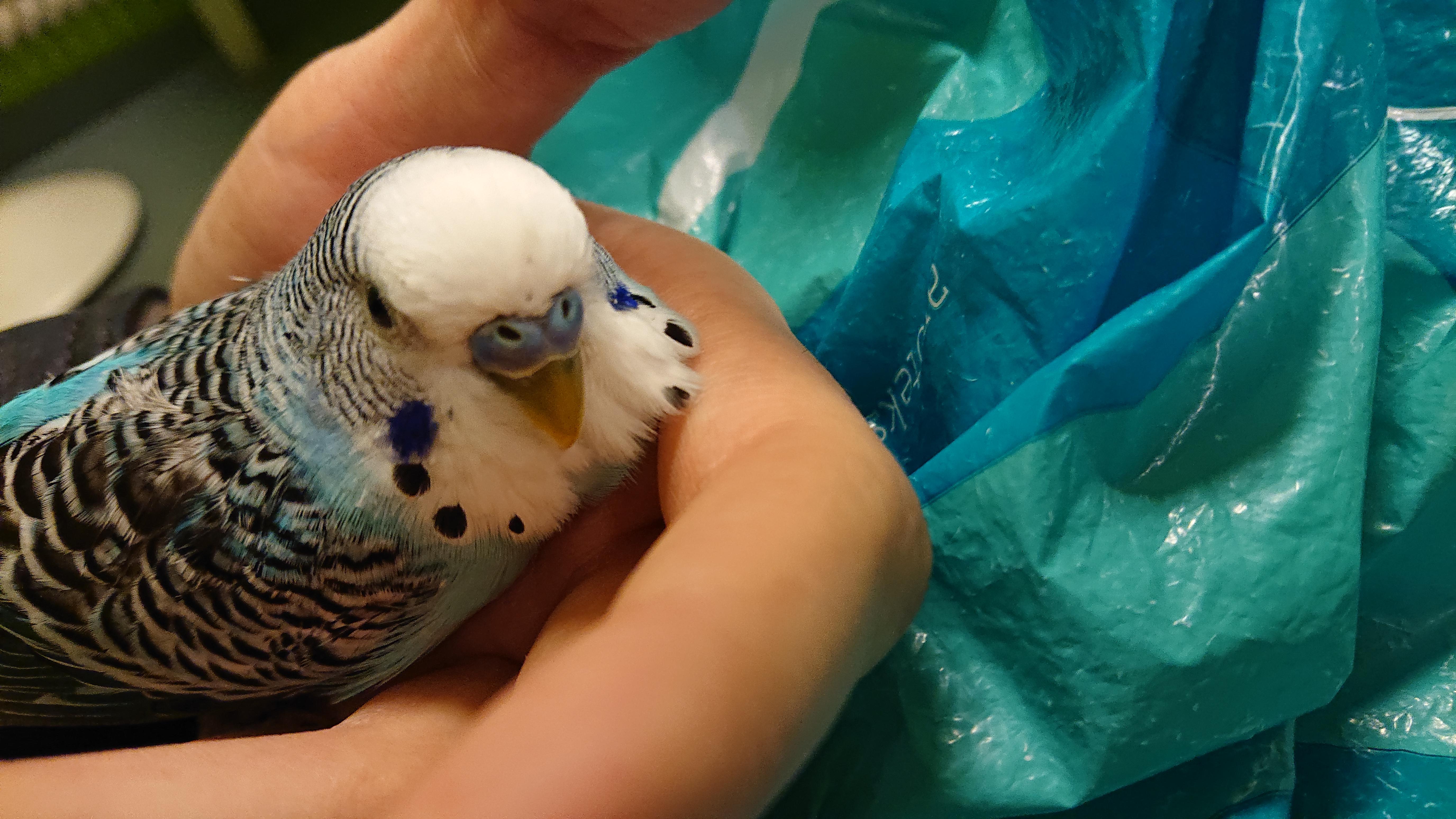 For those that wondered this is one of the birds that passed 2 days ago photo is dated 2003 ...