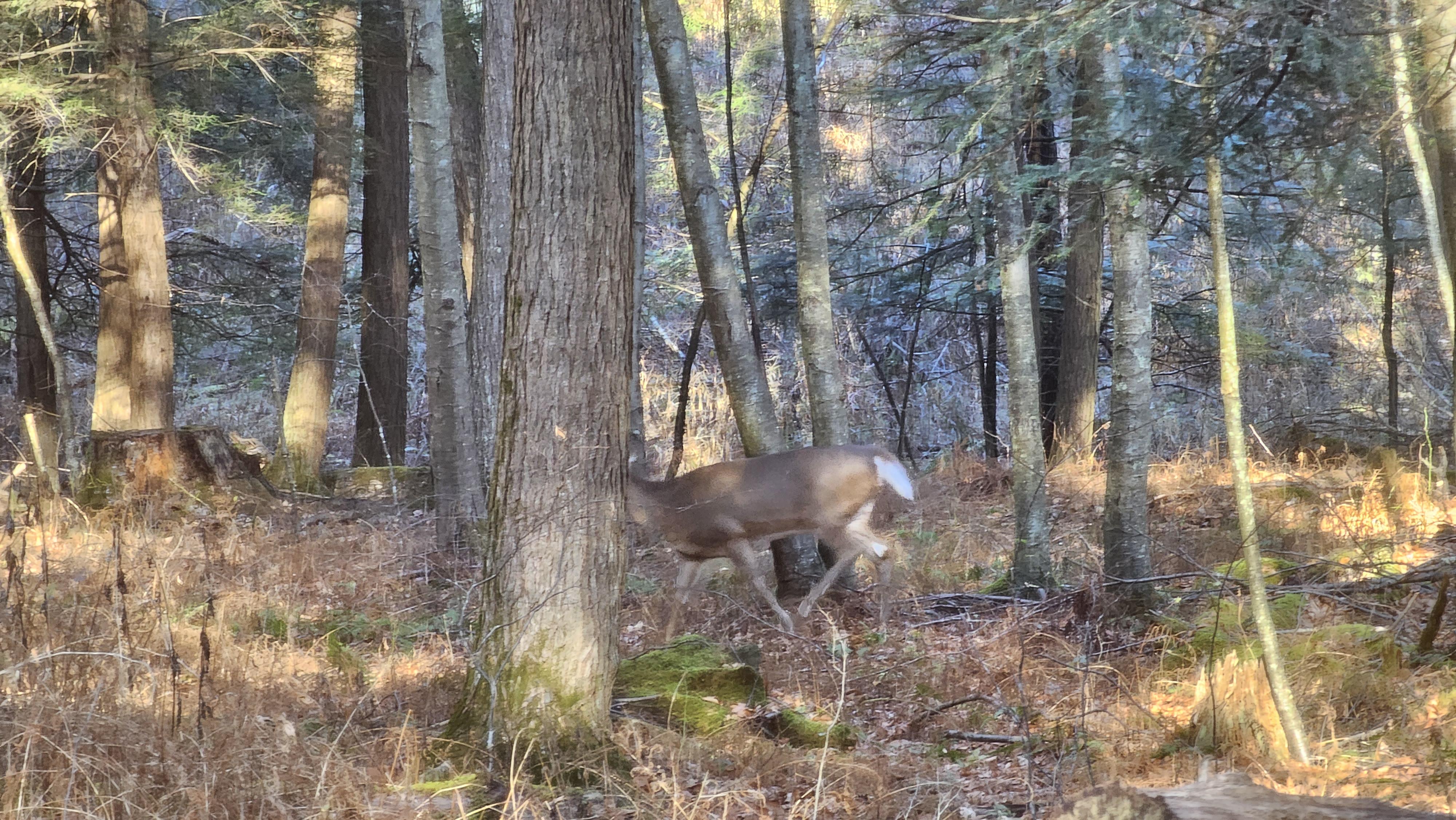 Whitetail | Scrolller