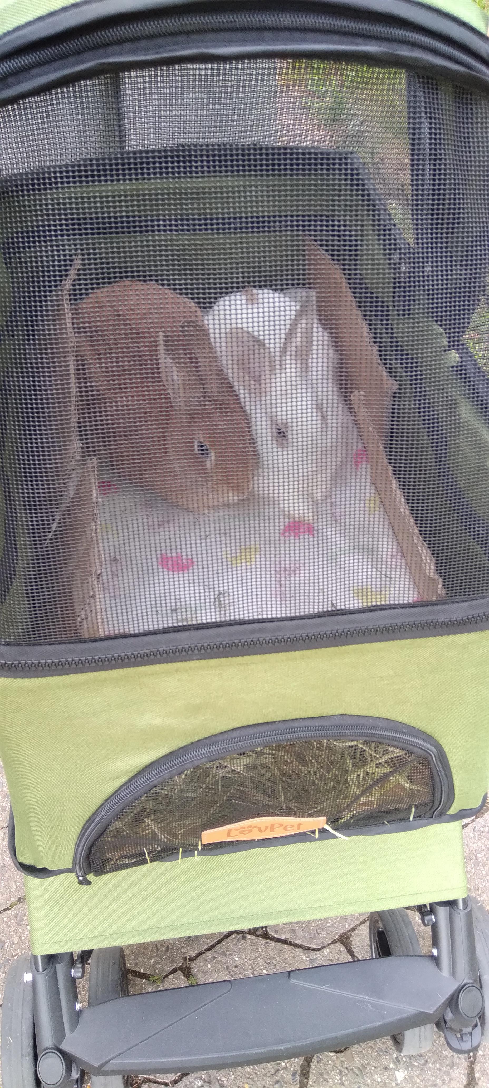 Butter and Cotton bonding :) | Scrolller