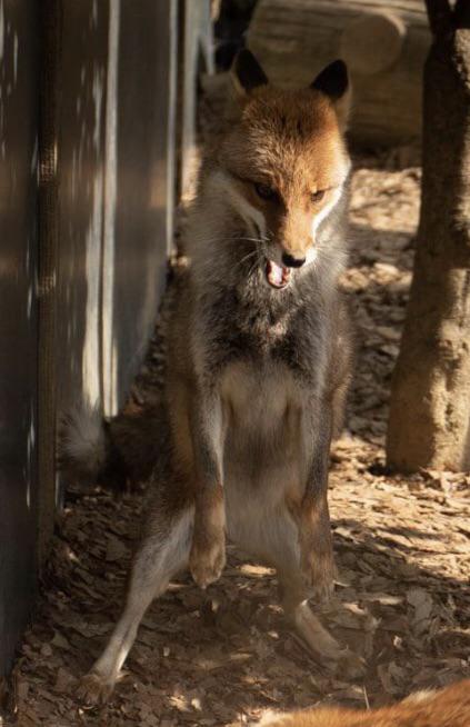 Another collection of foxes standing up | Scrolller