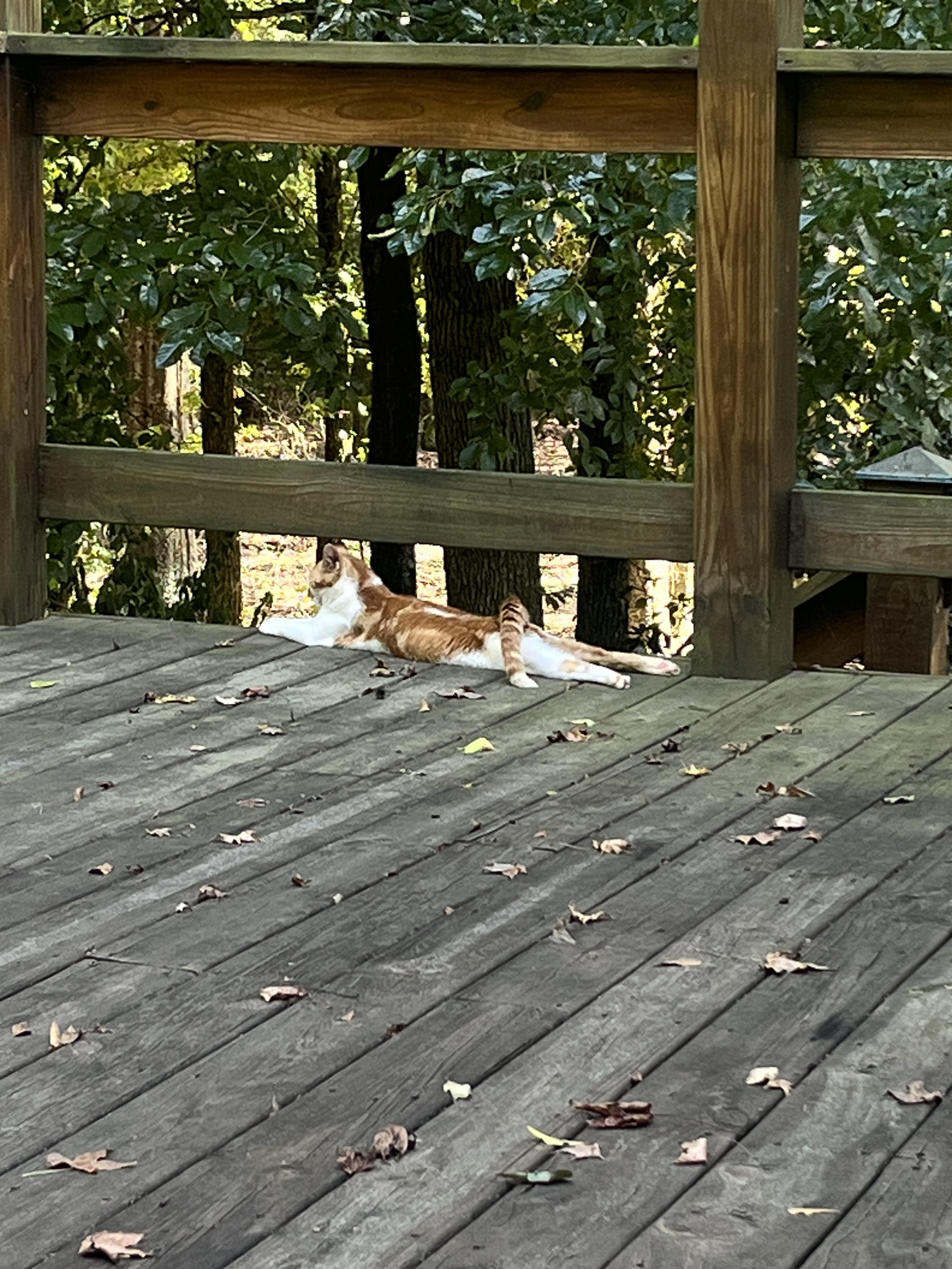 Our sweet orange strays, Angus and Malcolm | Scrolller