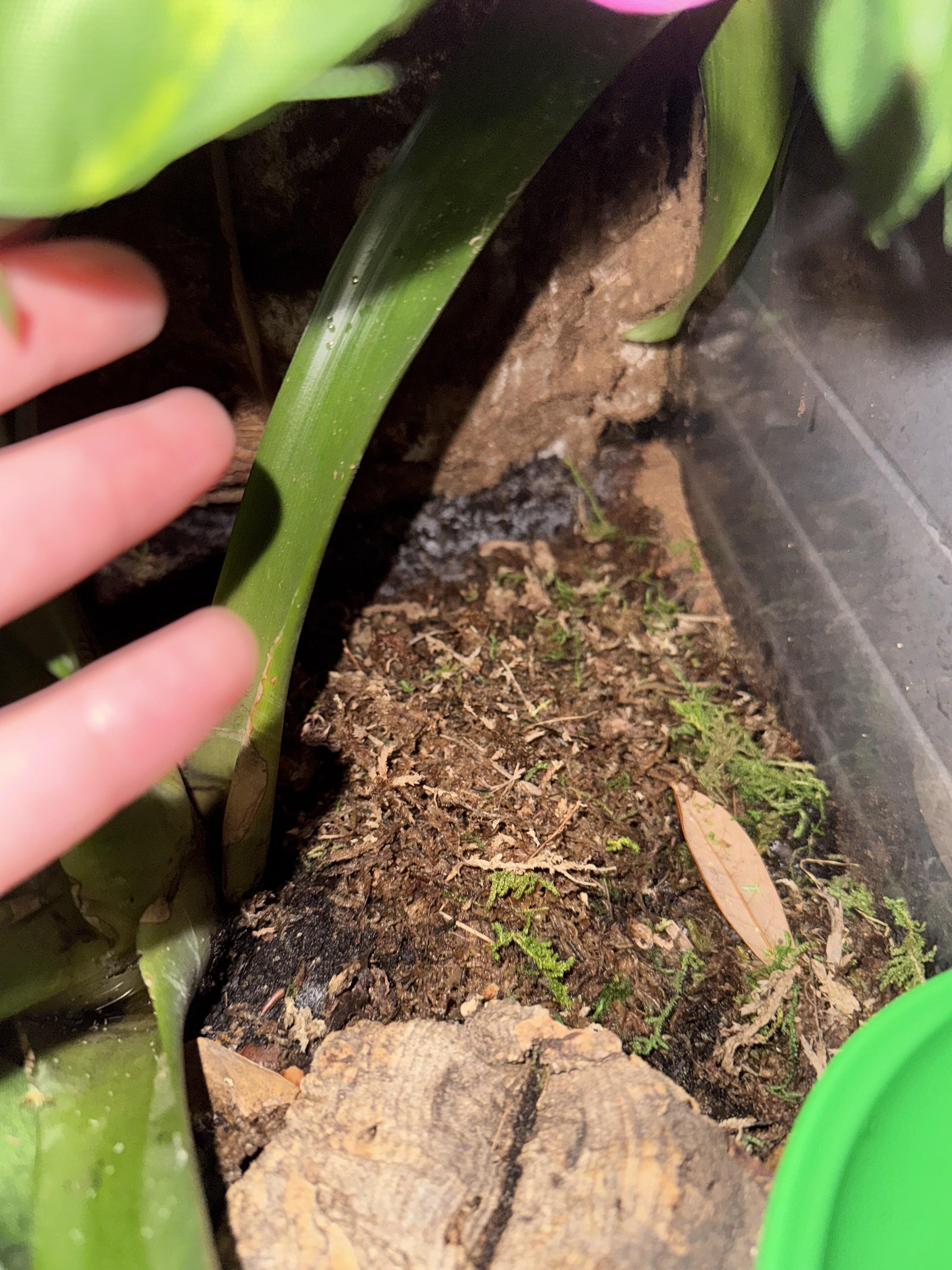 Is this mold??? | Scrolller