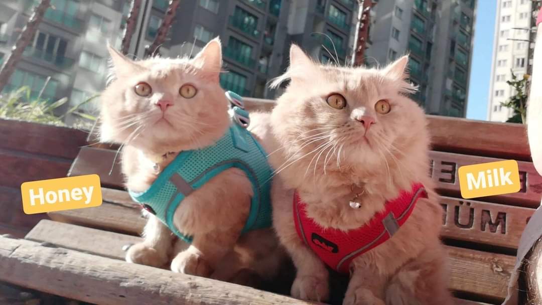 My 2 Cats | Scrolller