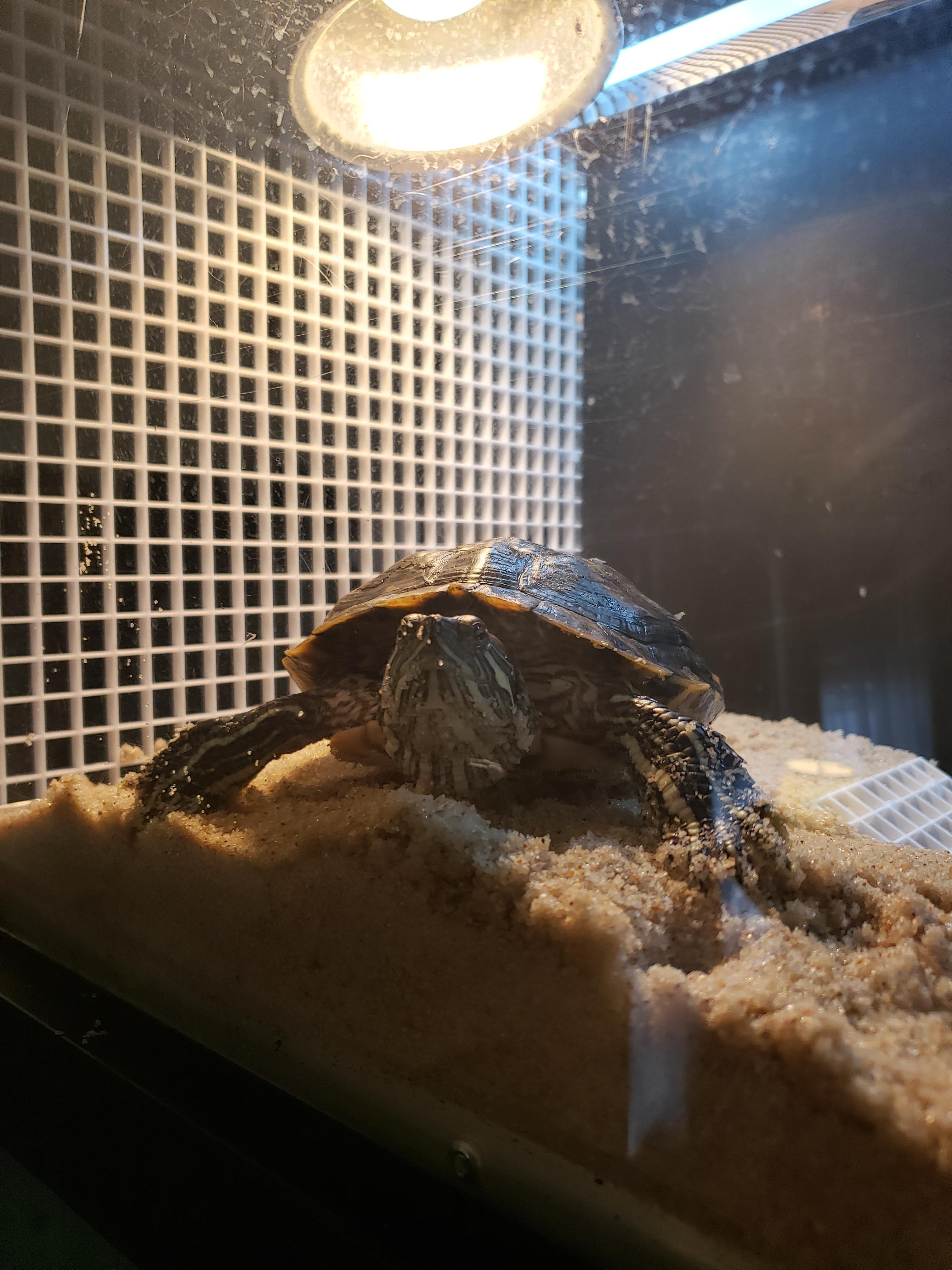 New basking platform is a success! | Scrolller