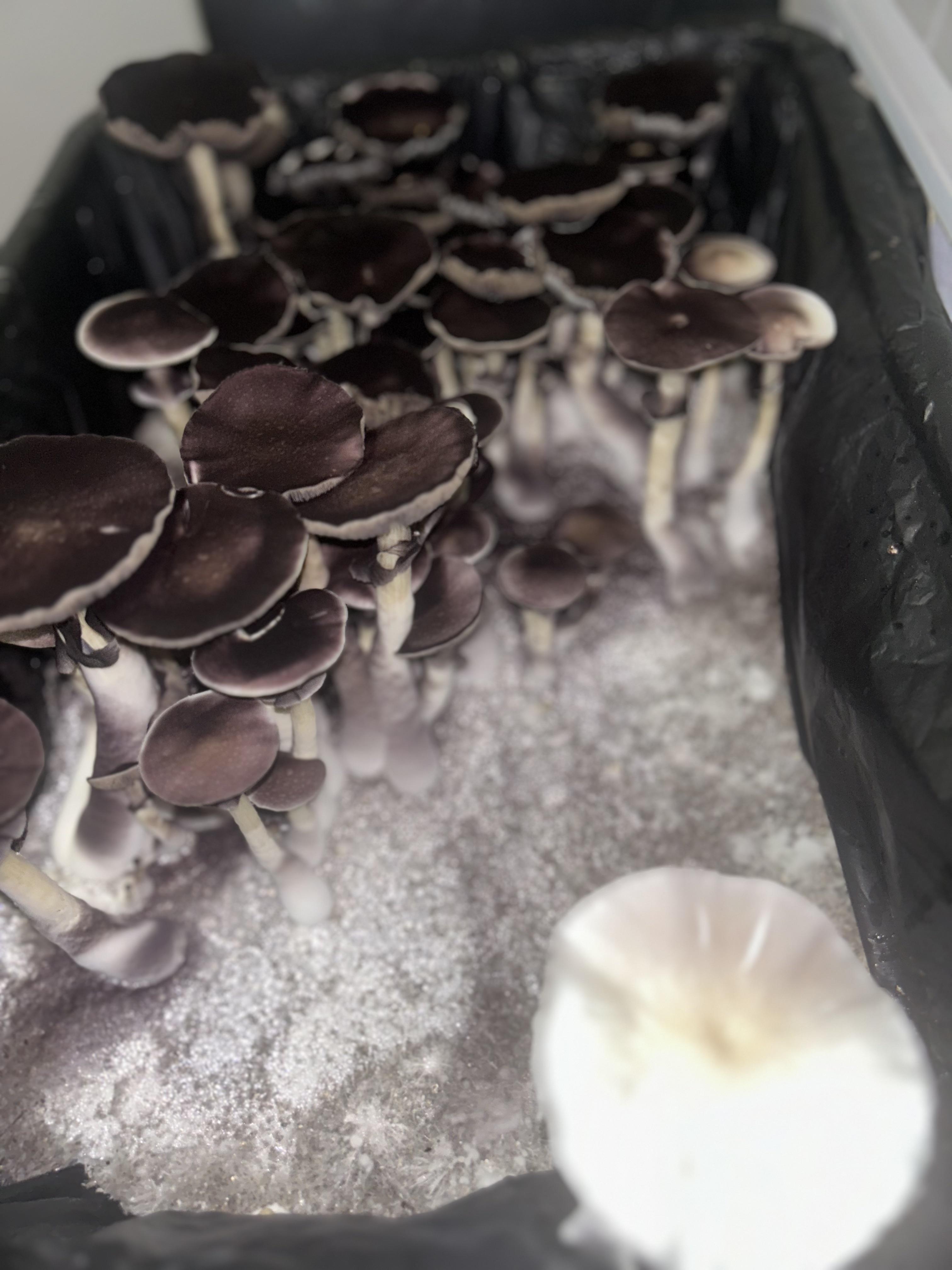 Leuistic Golden Teachers 😢 [Actives] | Scrolller