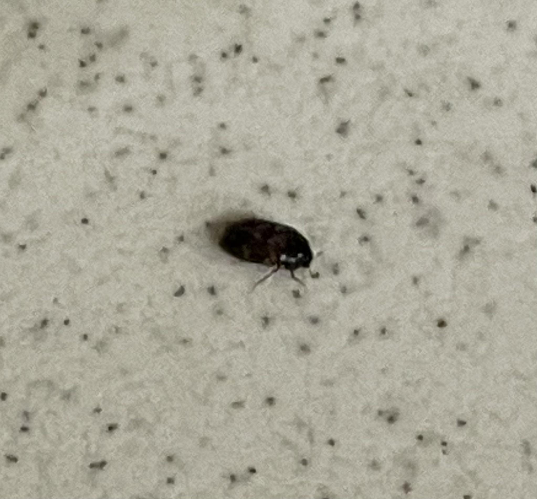 What is this bug? | Scrolller