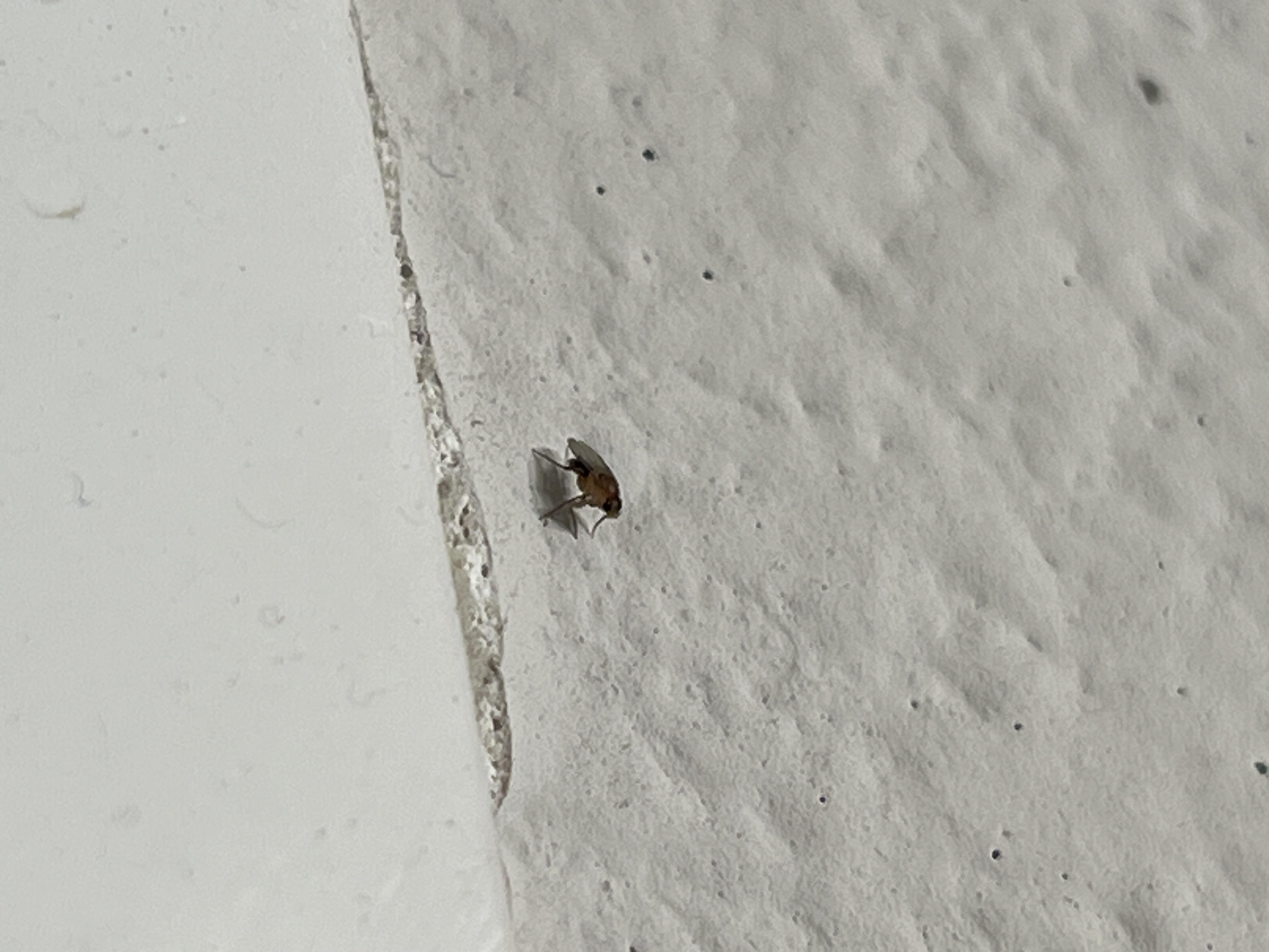 Can anyone please help me identify this insect species? | Scrolller