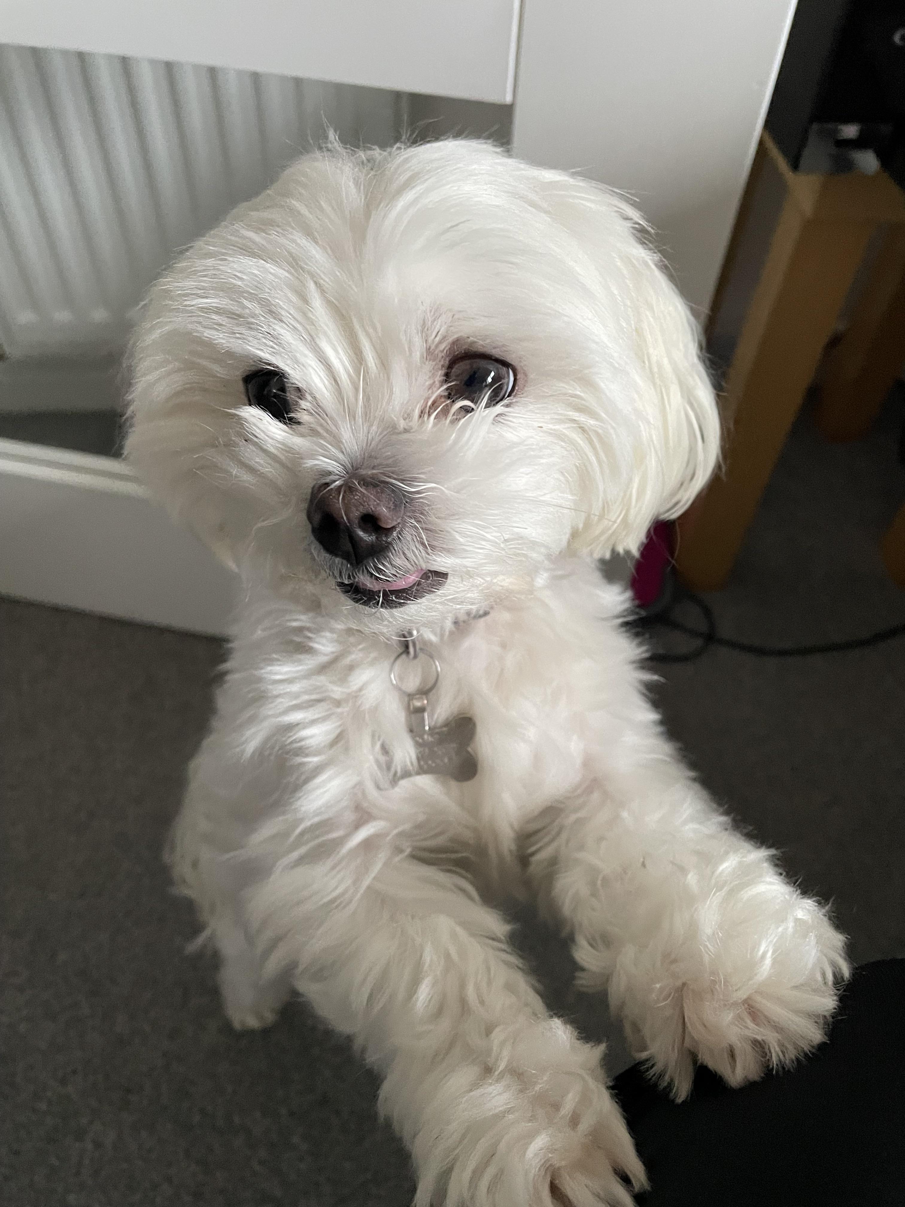 Frankie And Brodie Chronicles Scrolller