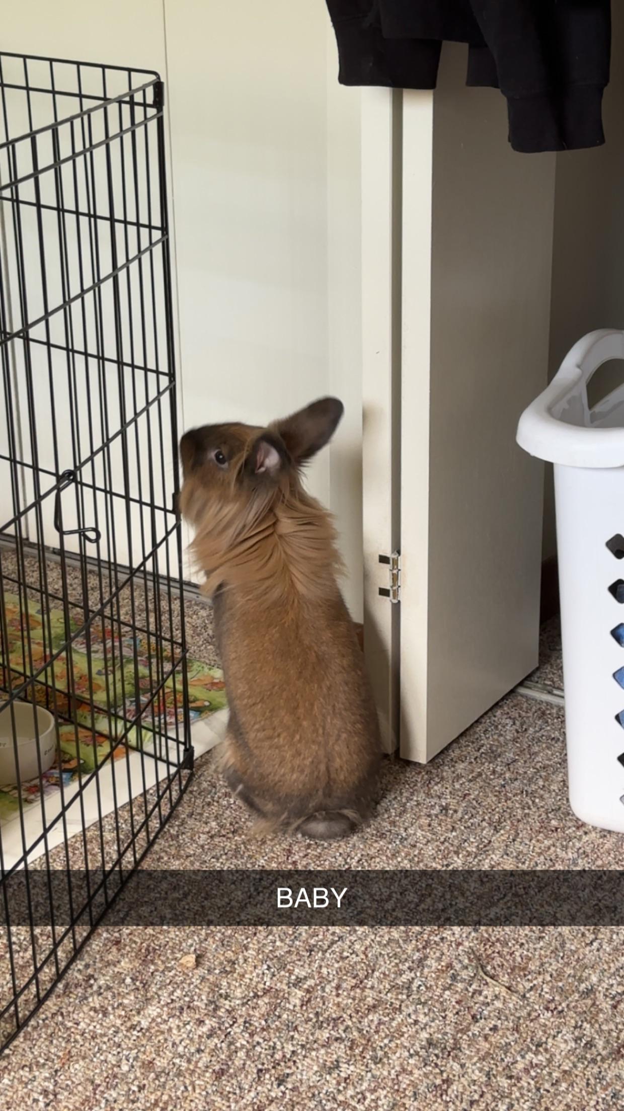 Maple’s coloring | Scrolller