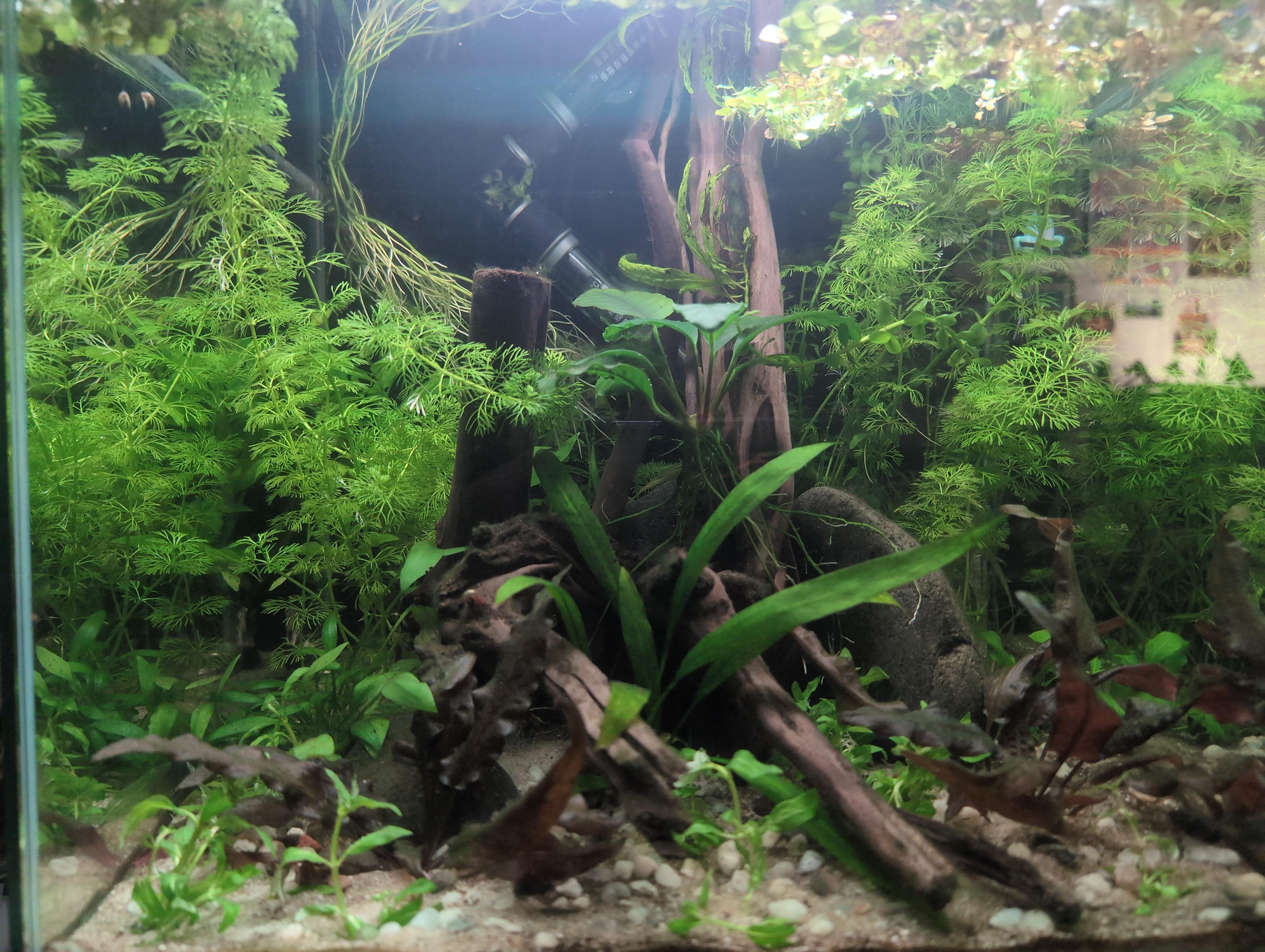 Meet Ghost | Scrolller