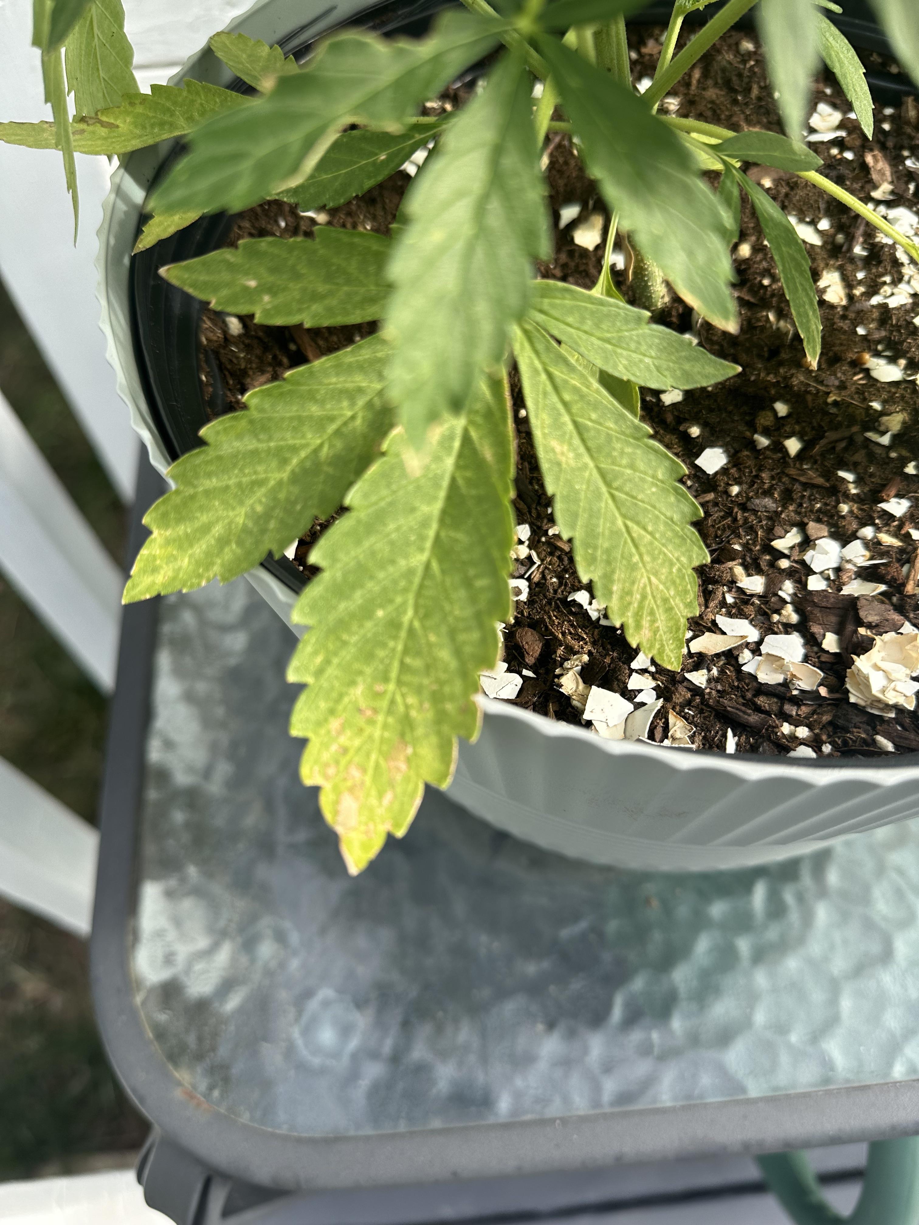 First timer here - these leaves started yellowing overnight…do more experienced eyes see a ...